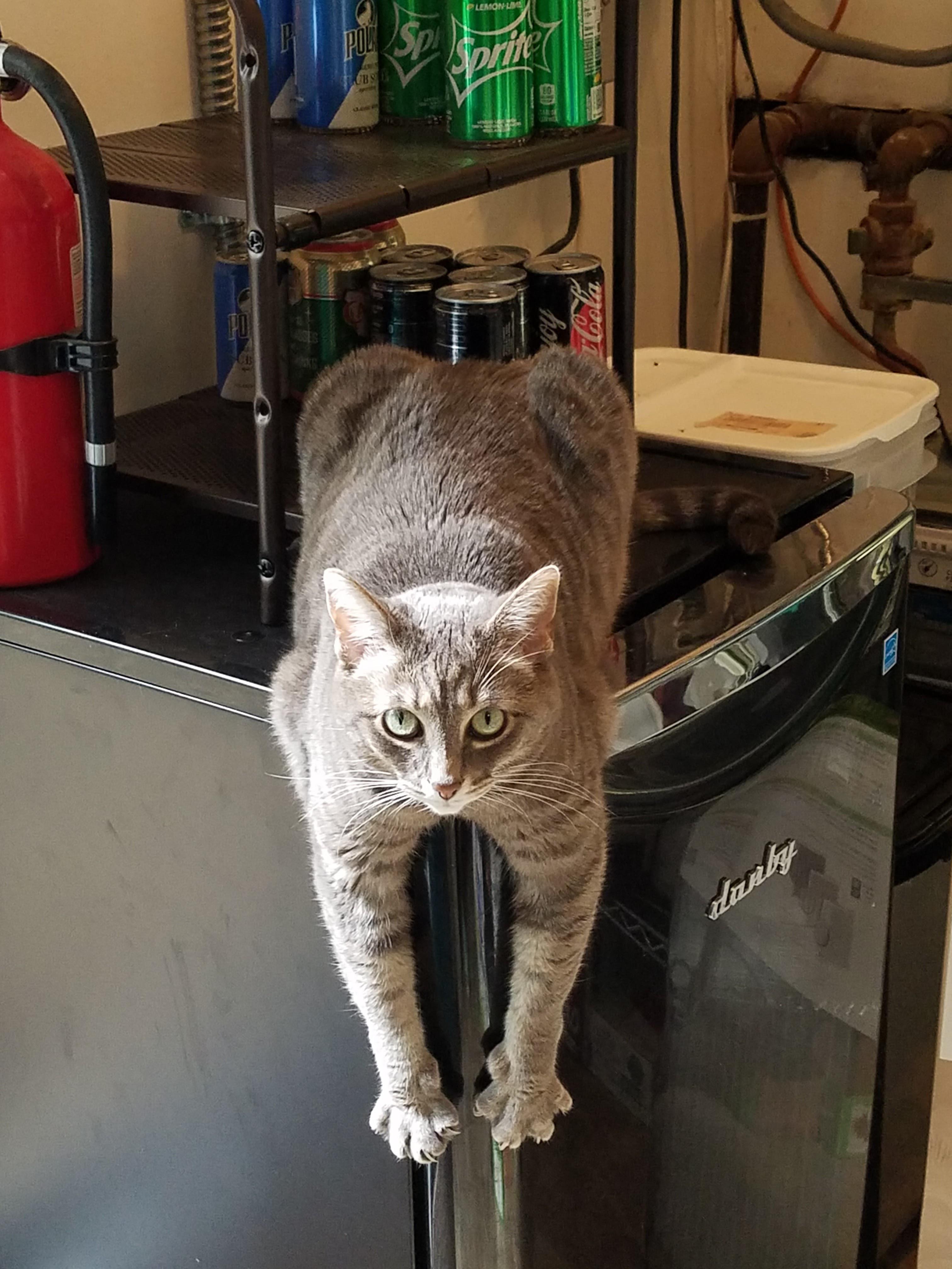 Fizzy melting off the mini-fridge. | Scrolller