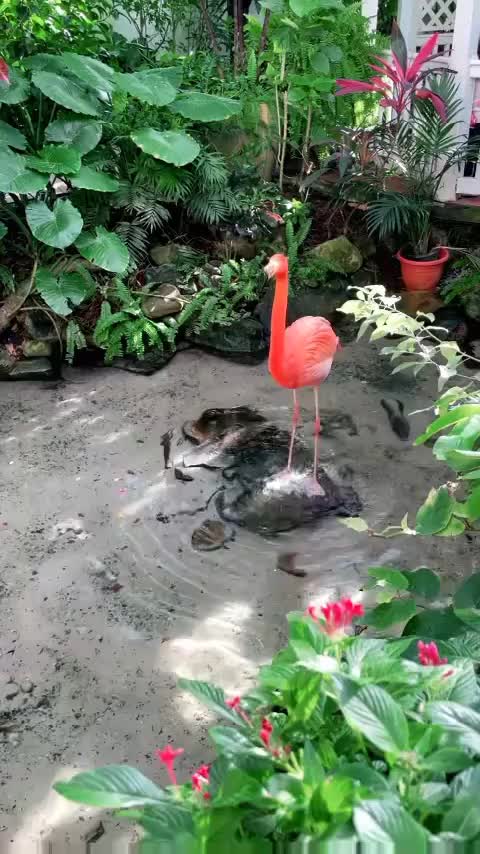 Flamenco Flamingo | Scrolller