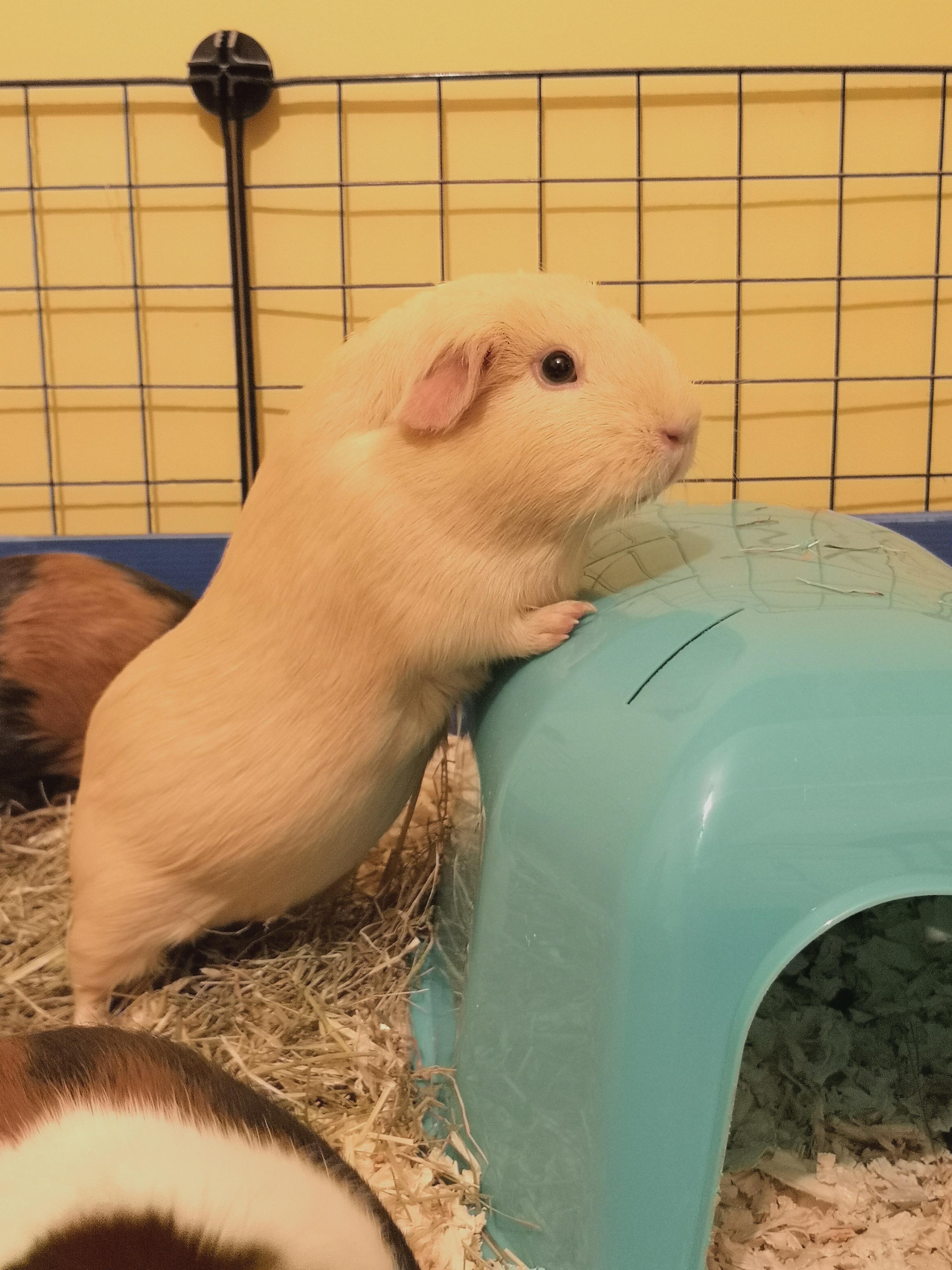 Fleur is the biggest of my Girls, she's an adorable lil pud 🍧 💖 | Scrolller