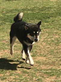 Floating dog. | Scrolller