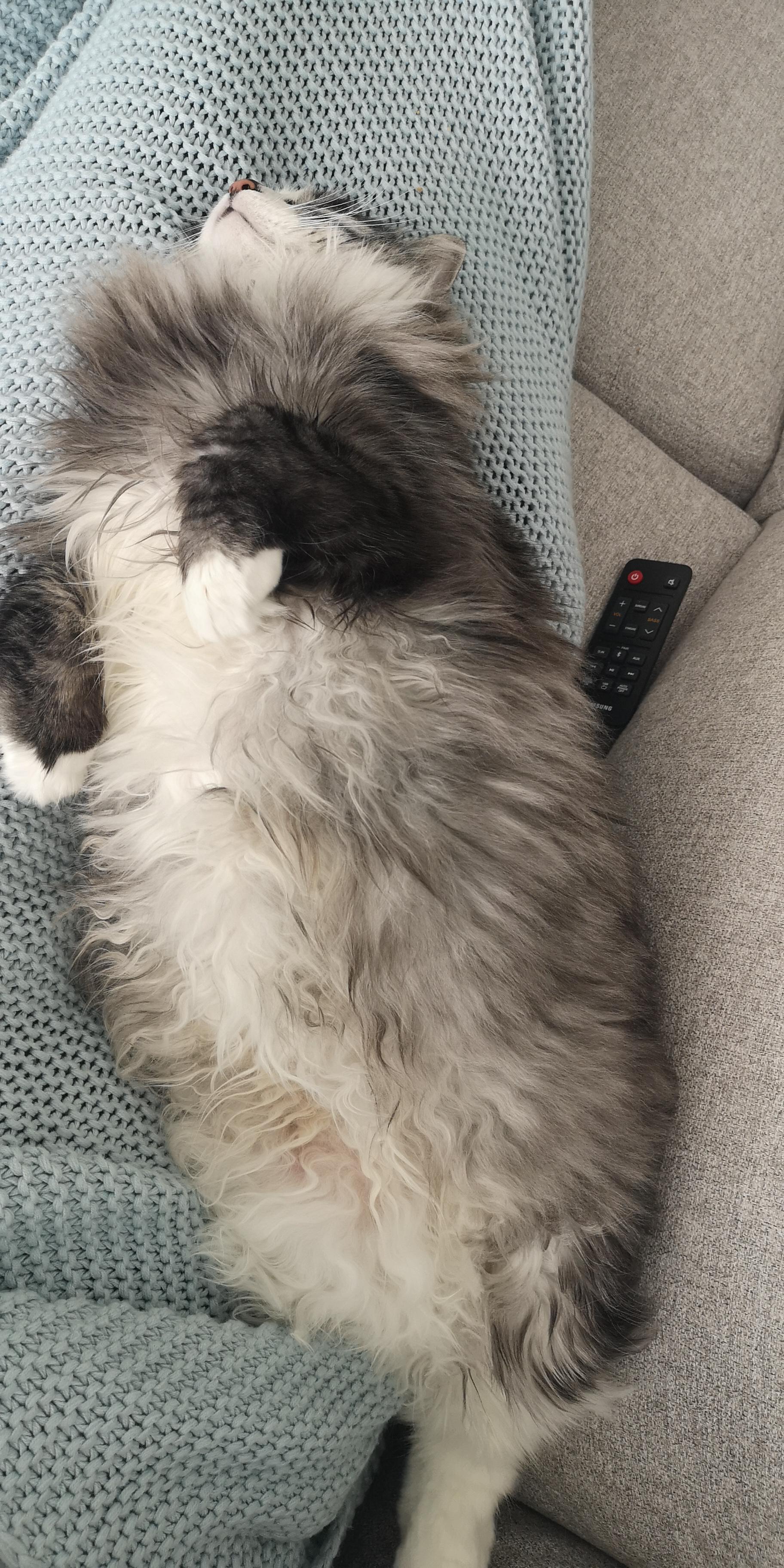 floofy belly | Scrolller
