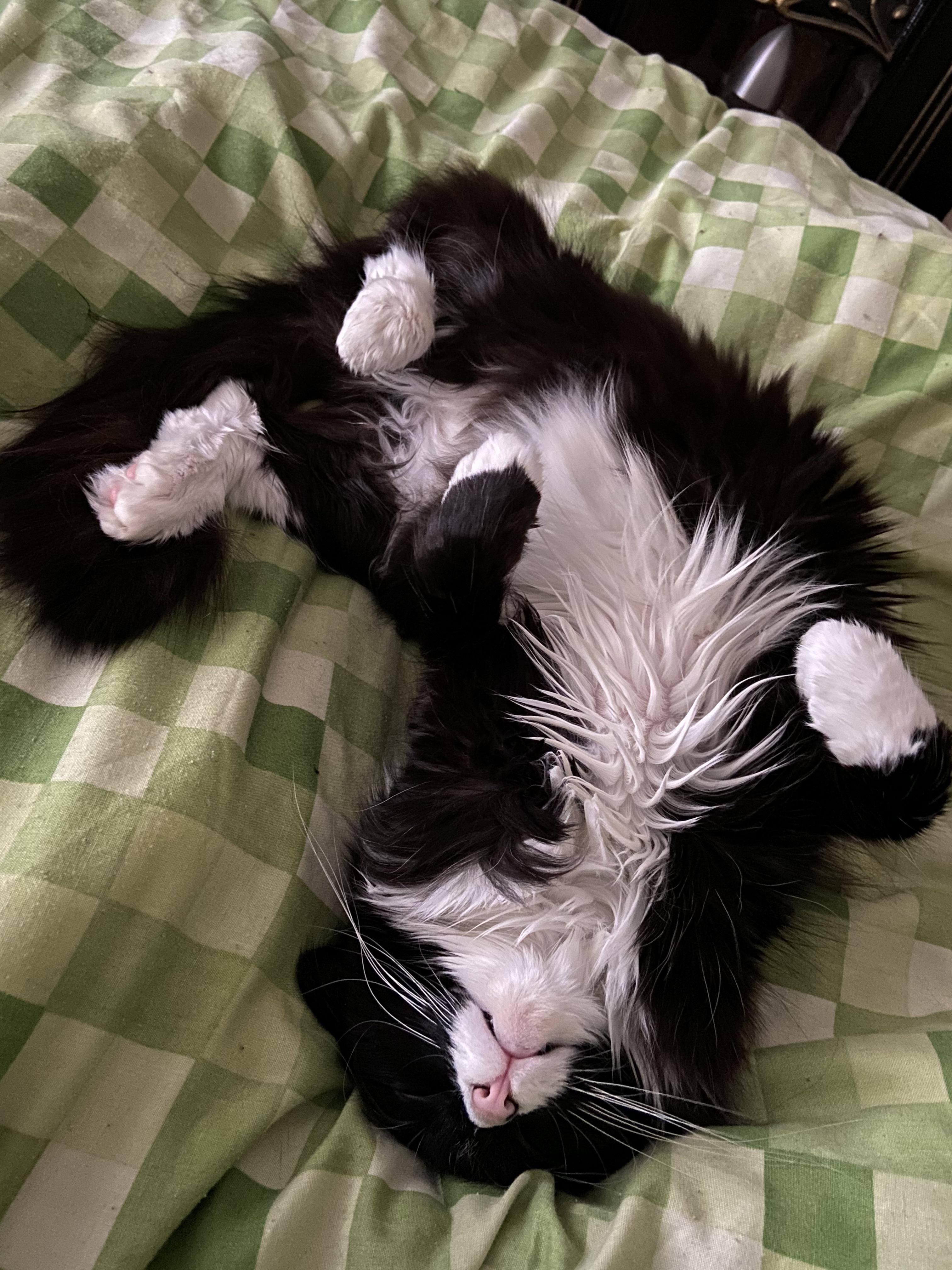 Floofy belly | Scrolller