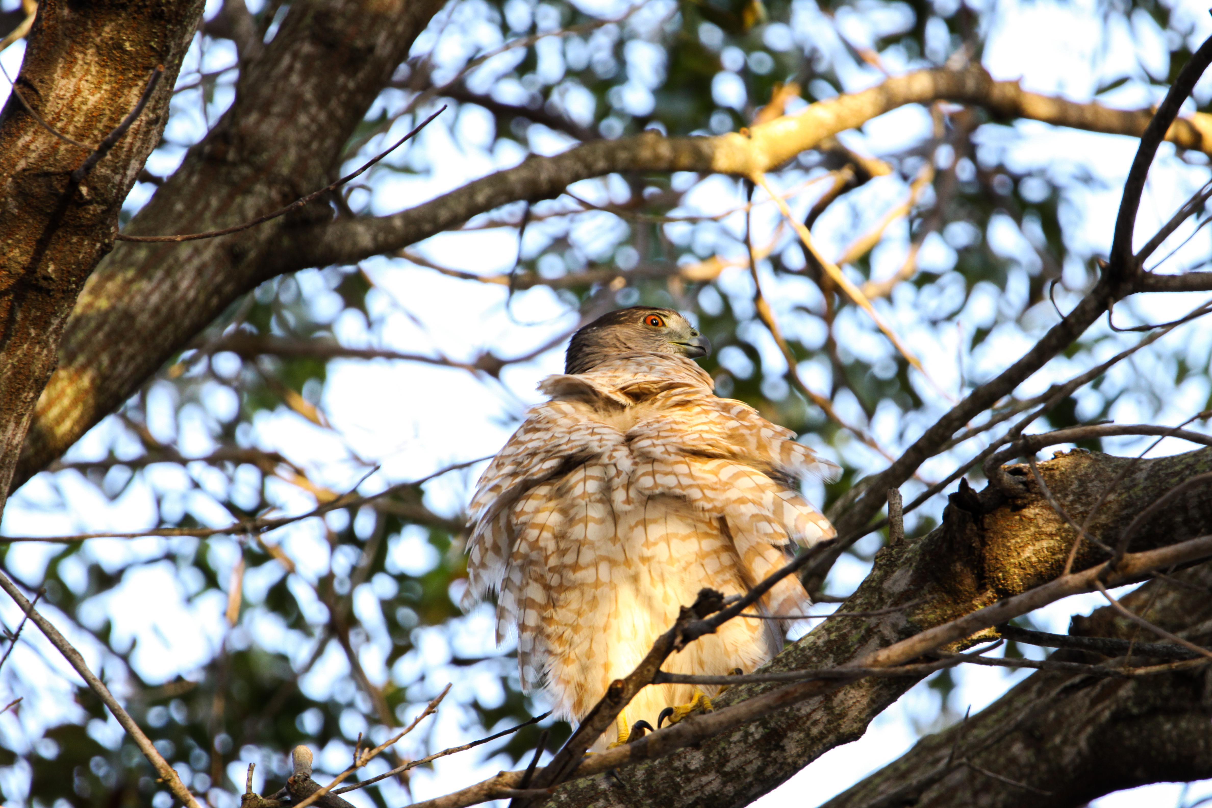 Floofy Cooper's Hawk in South Florida. | Scrolller