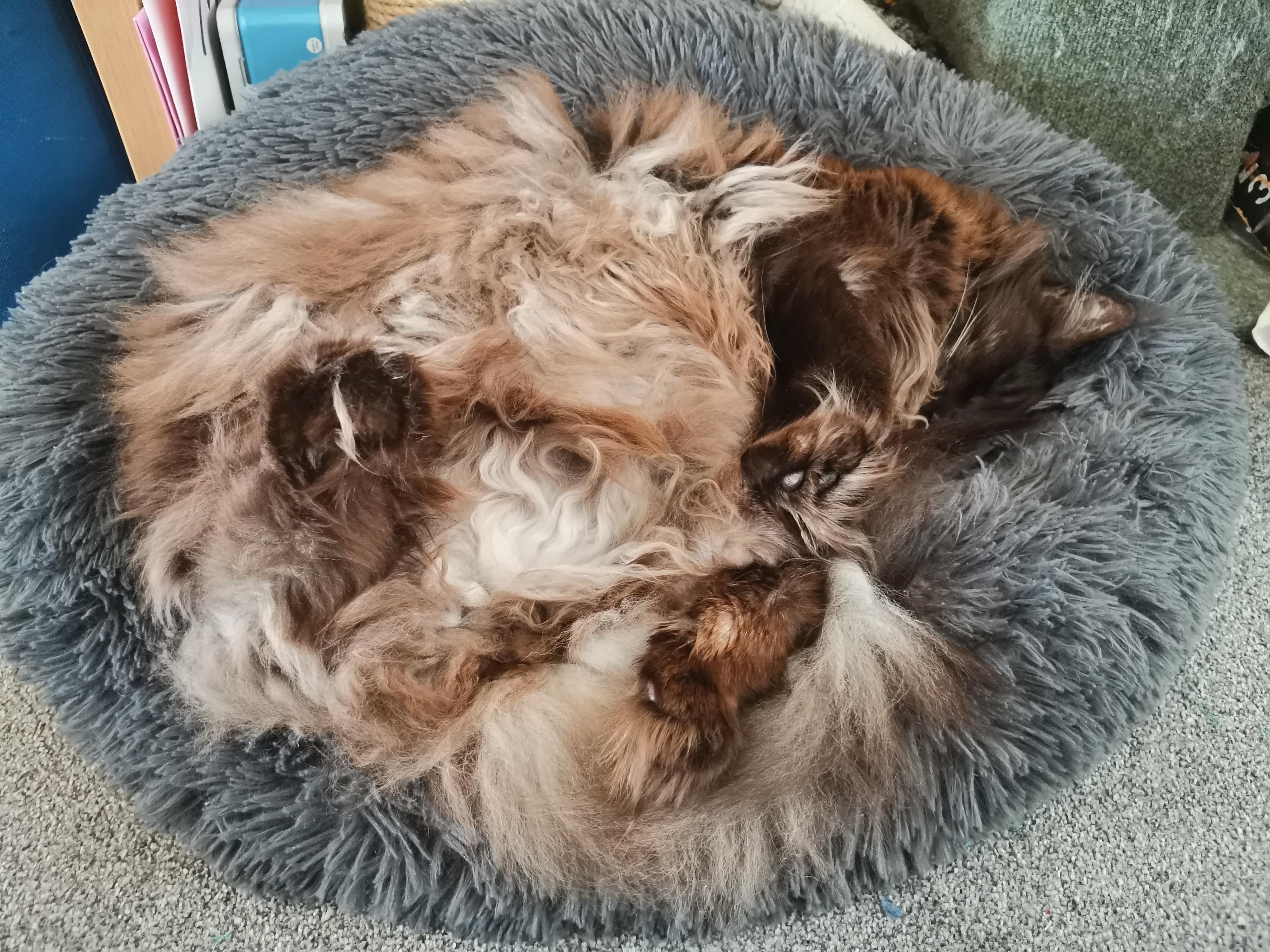 Floofy lad | Scrolller