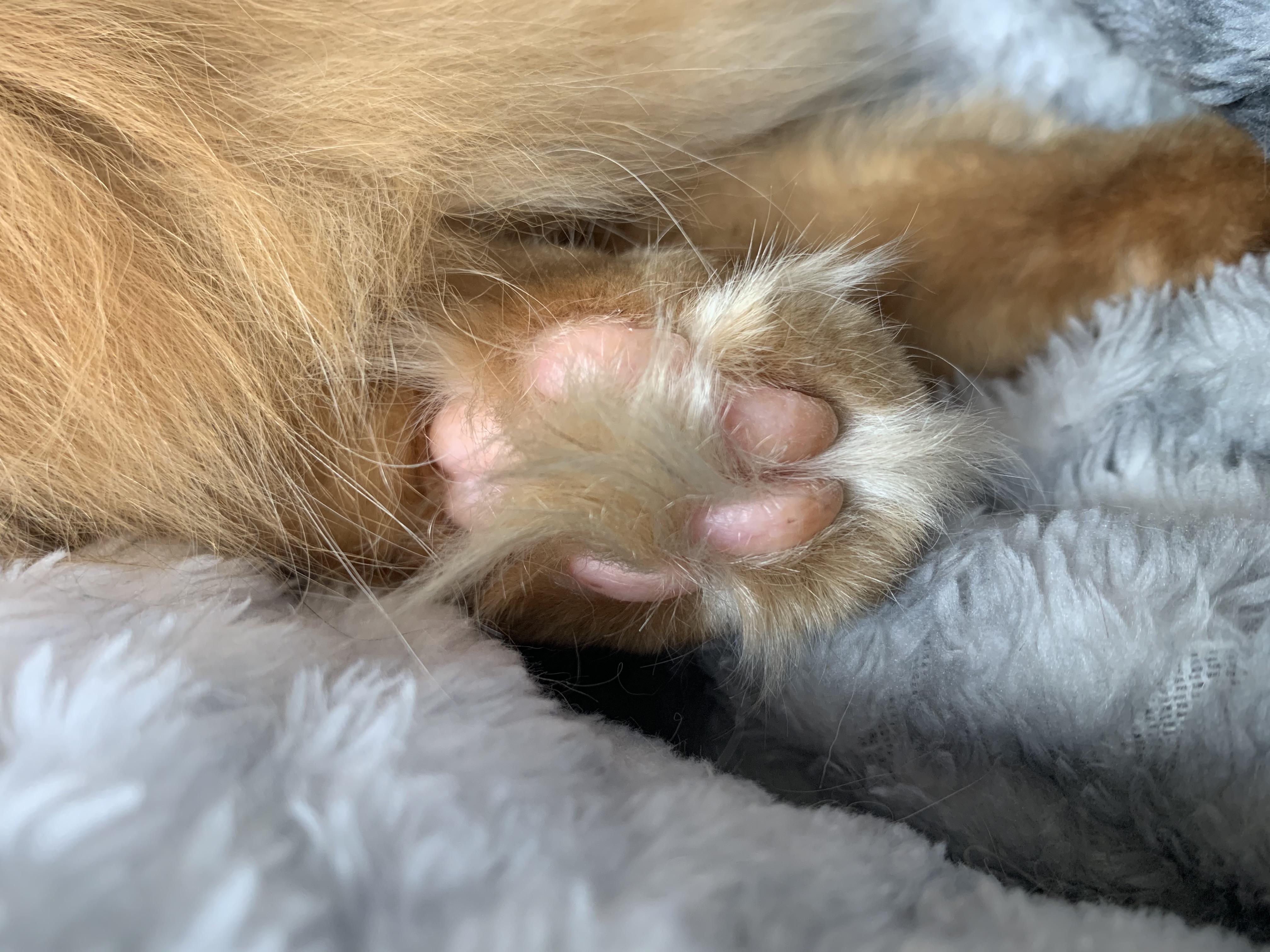 Floofy toe beans! | Scrolller