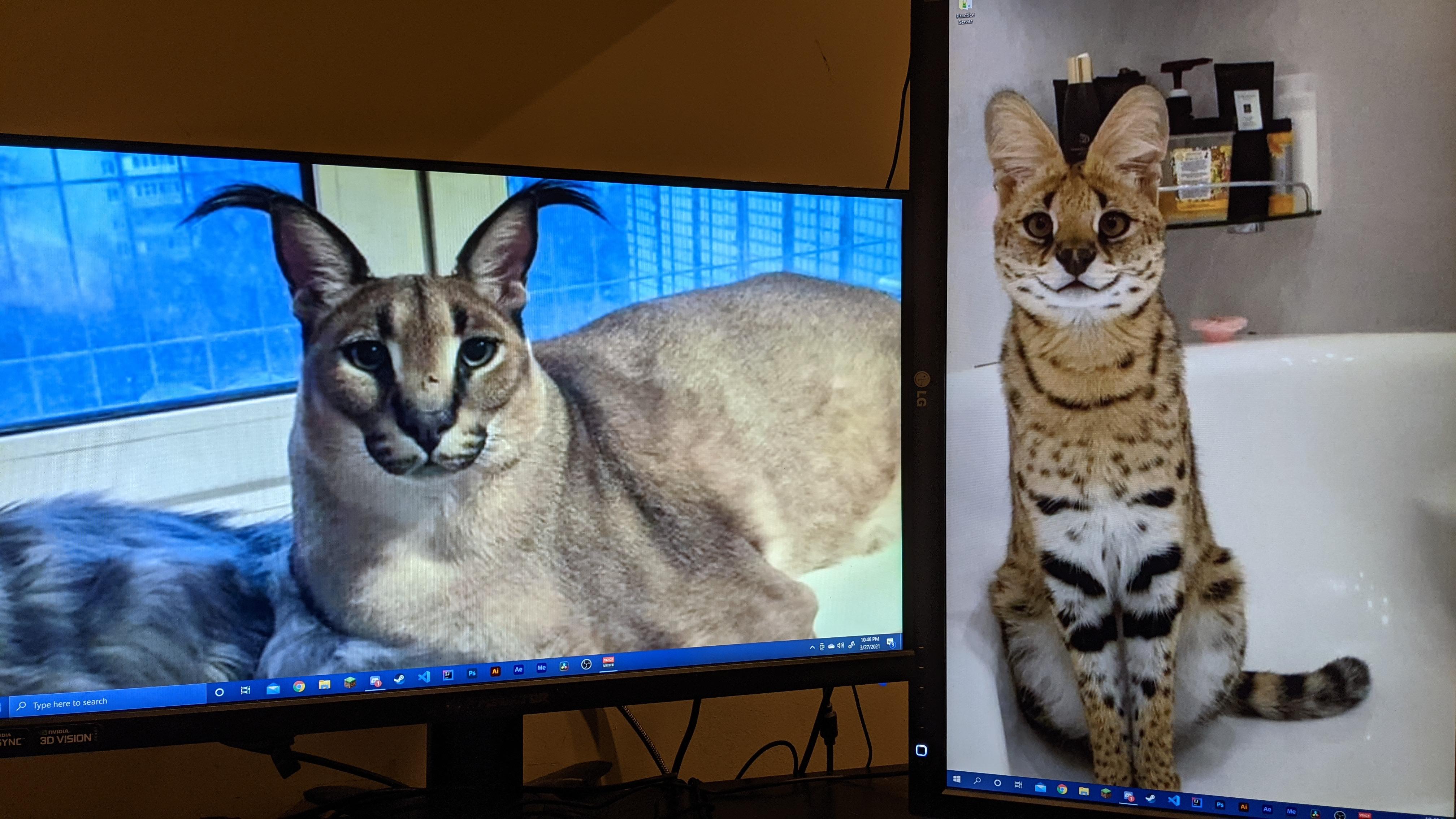 Floppa Gaming Setup | Scrolller