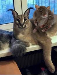 Floppa hanging out with Shobo | Scrolller