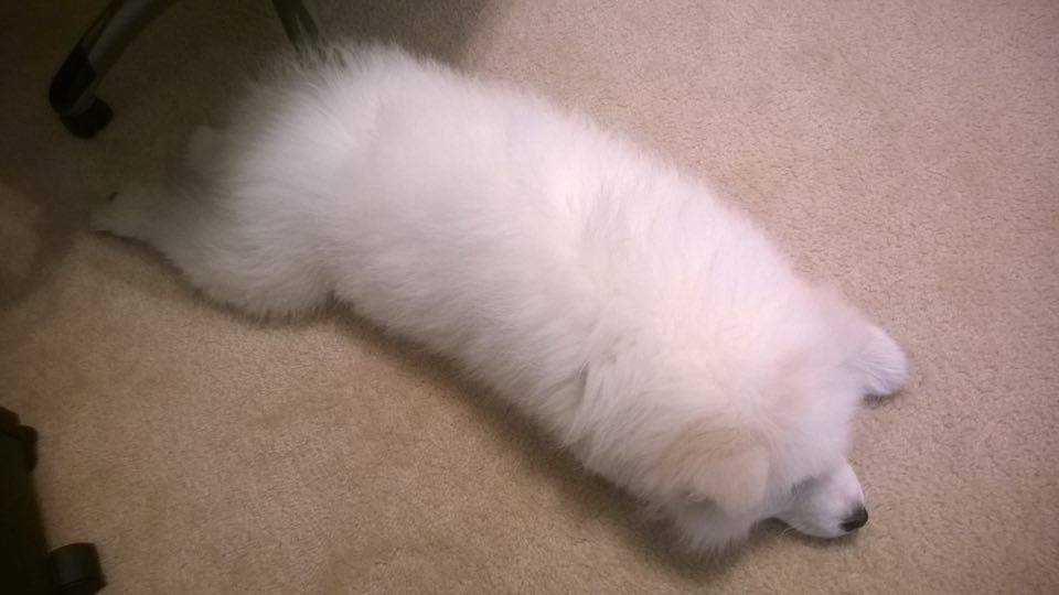 Fluffy Baby Loaf | Scrolller