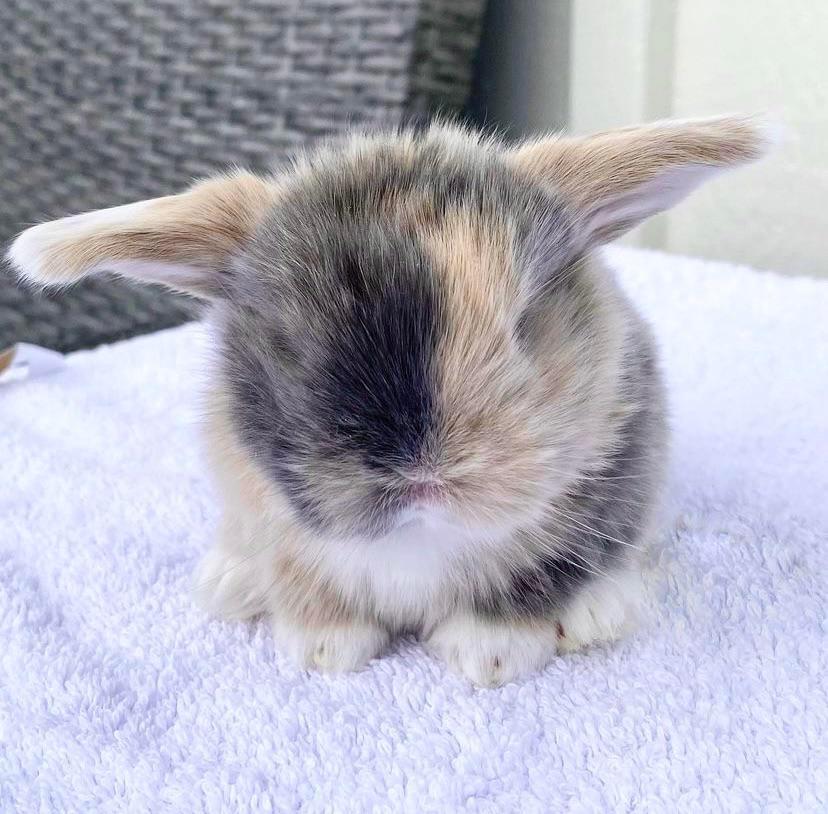 Fluffy ball of pure cuteness. | Scrolller