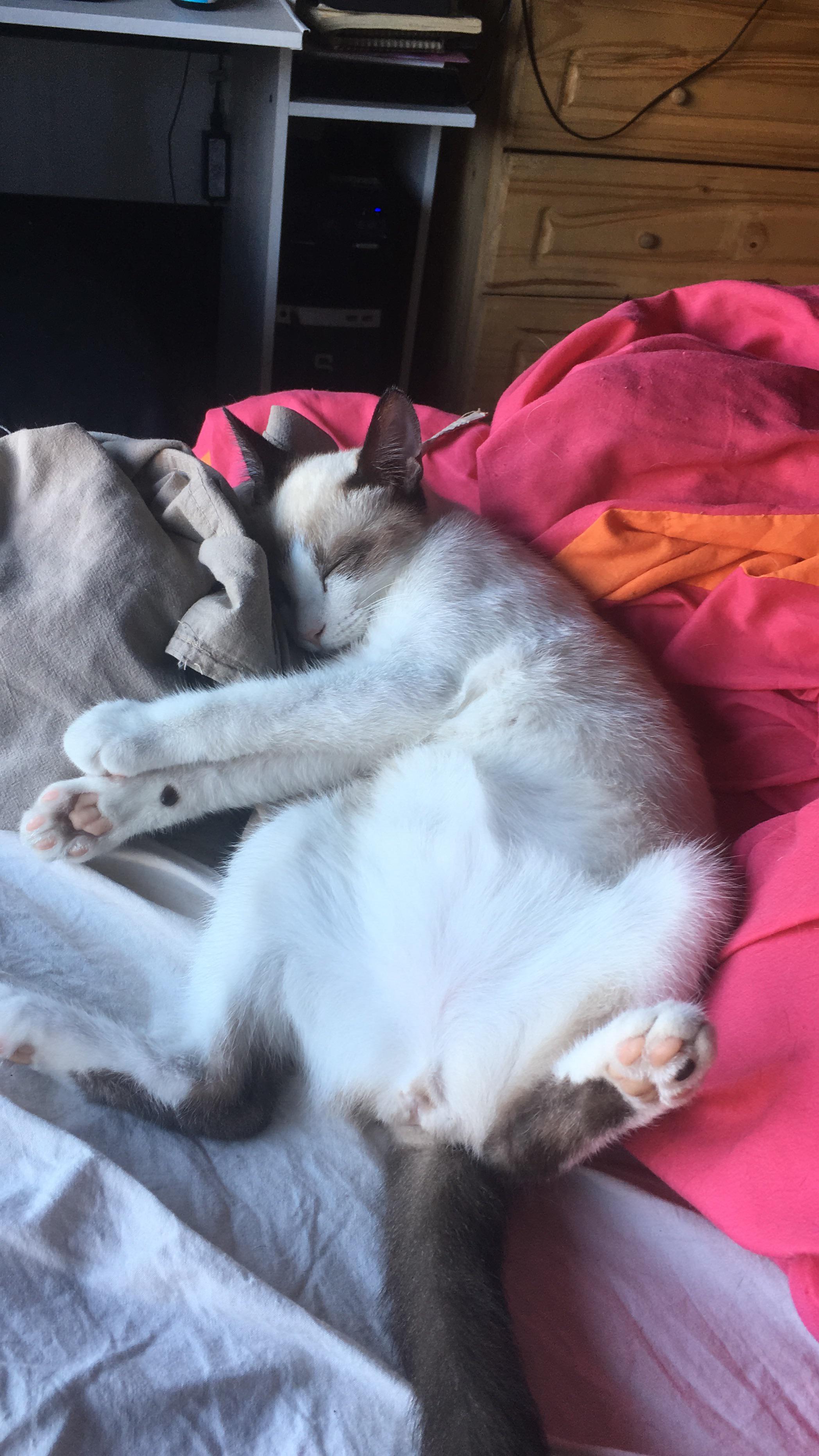 Fluffy belly | Scrolller