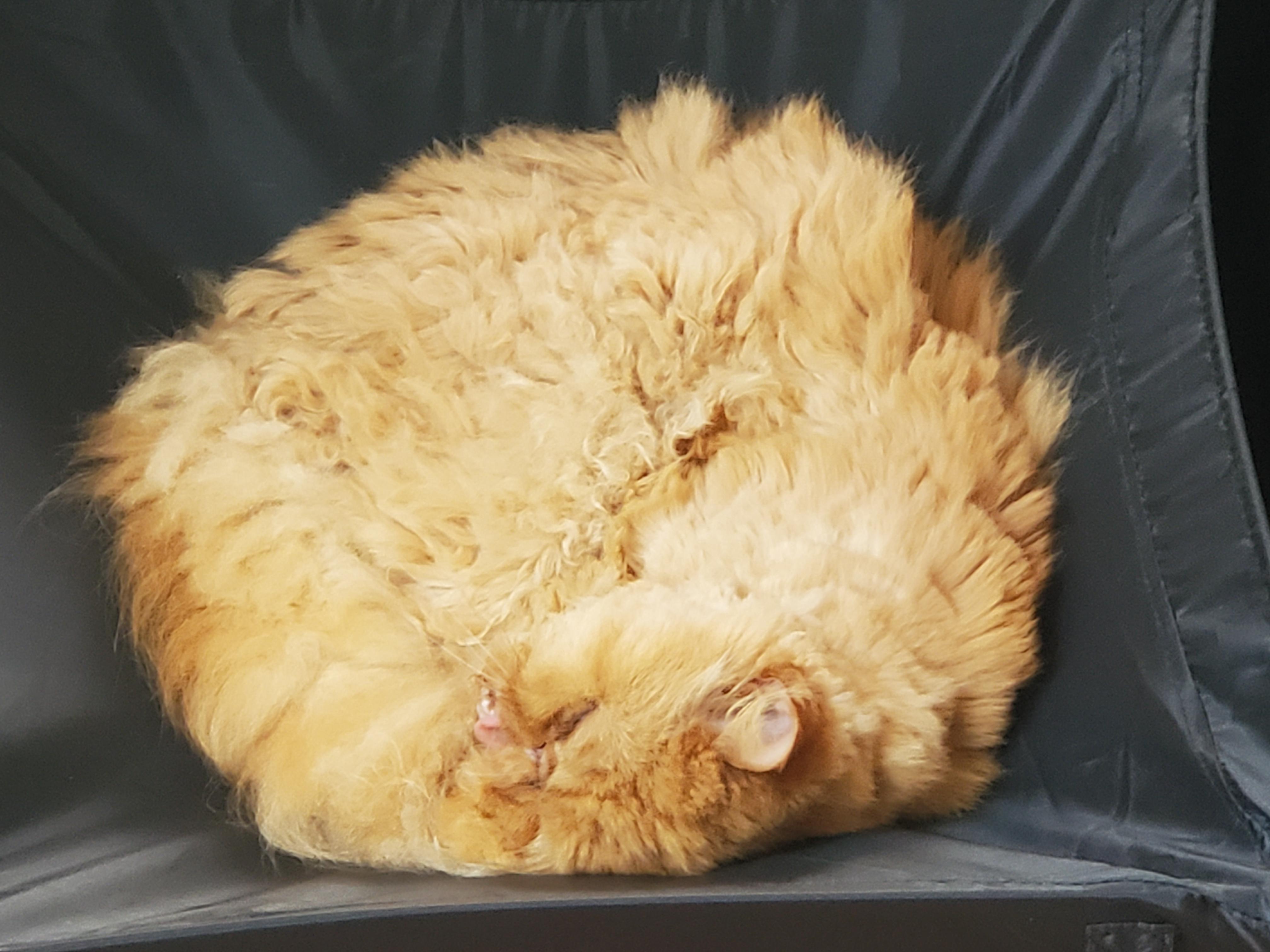 Fluffy circle | Scrolller