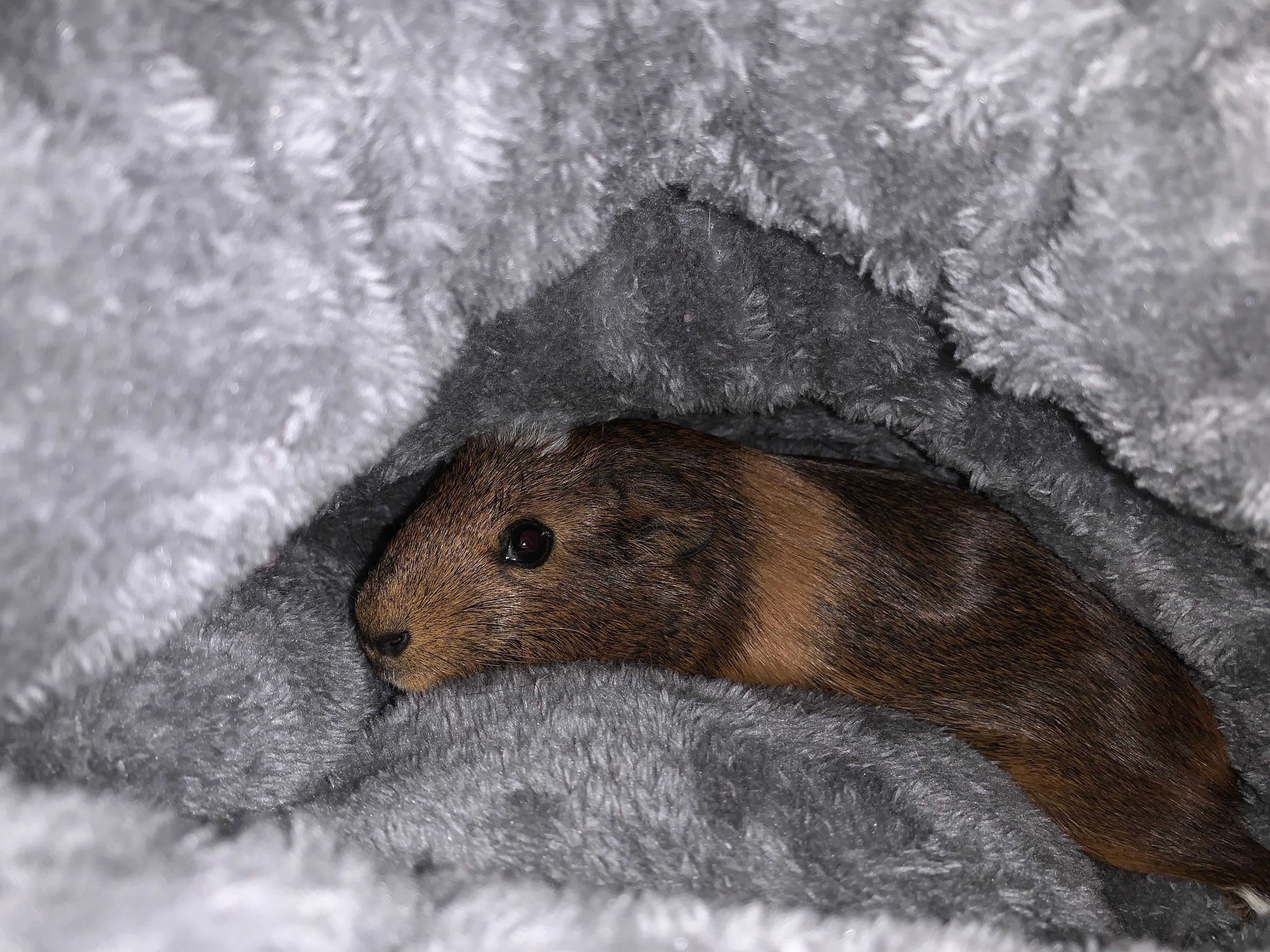 Fluffy House For My Fluffy Baby Scrolller