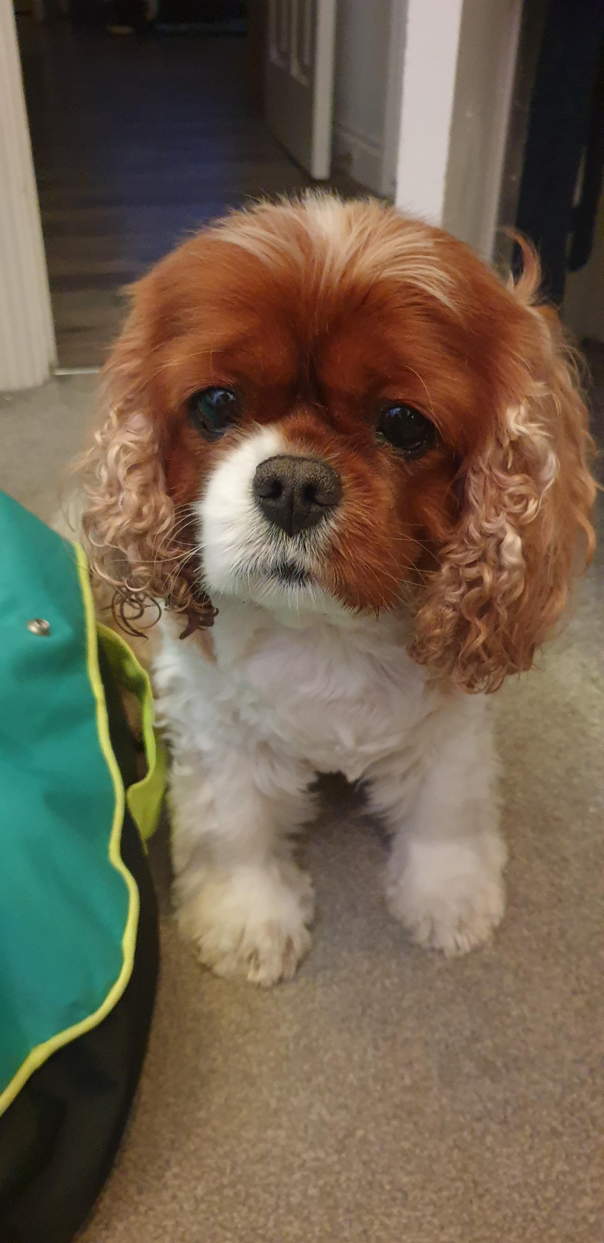 Fluffy Miya | Scrolller