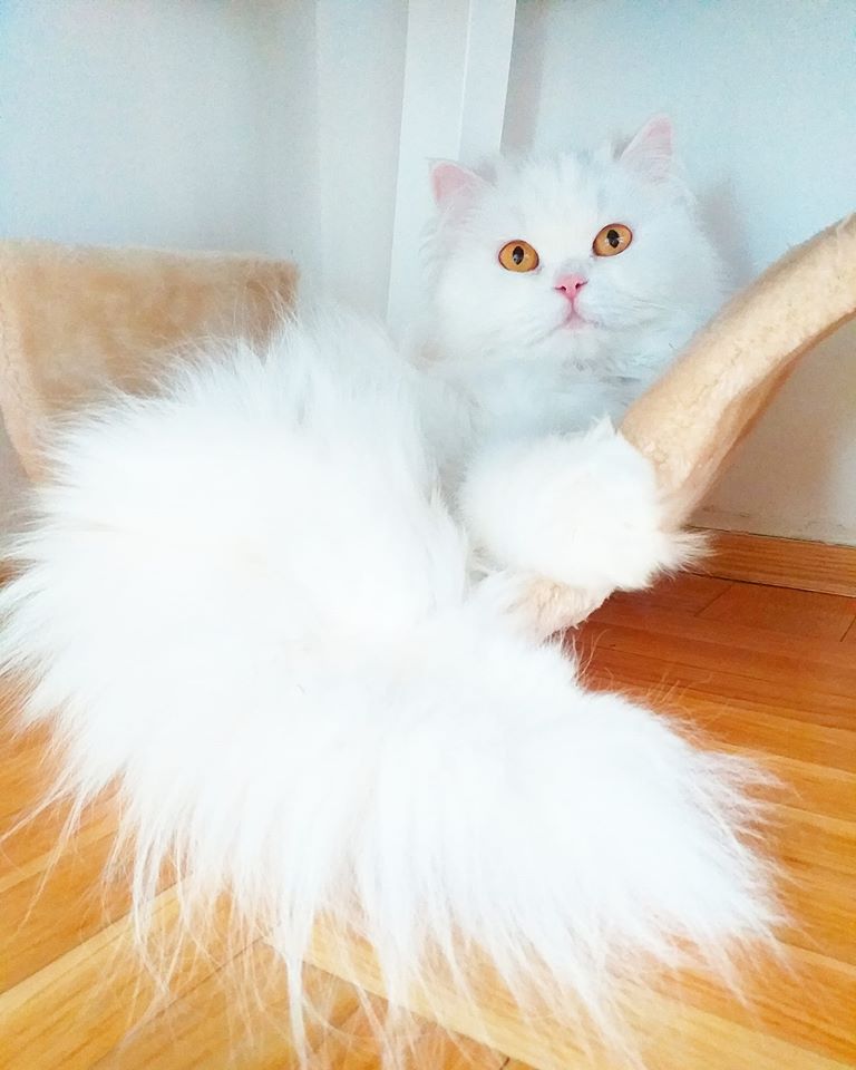 Fluffy tail | Scrolller