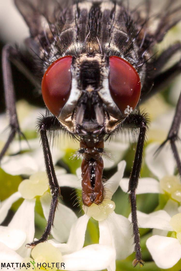 Fly enjoying a tasty treat | Scrolller