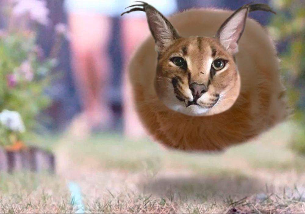 Flying Flop | Scrolller