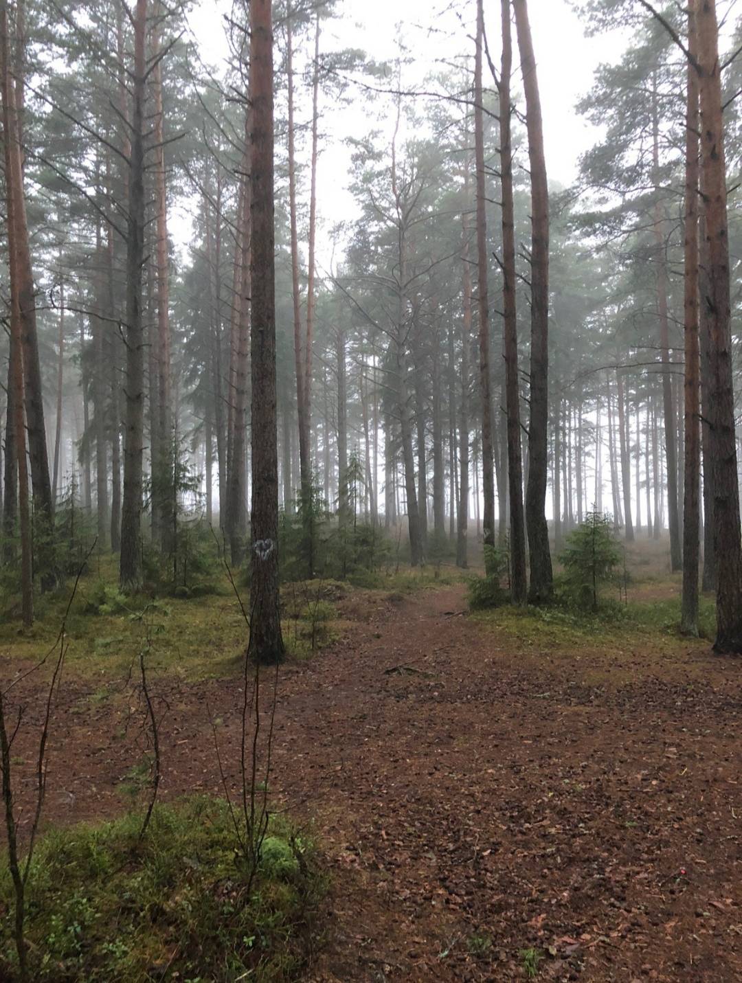 Foggy forest | Scrolller