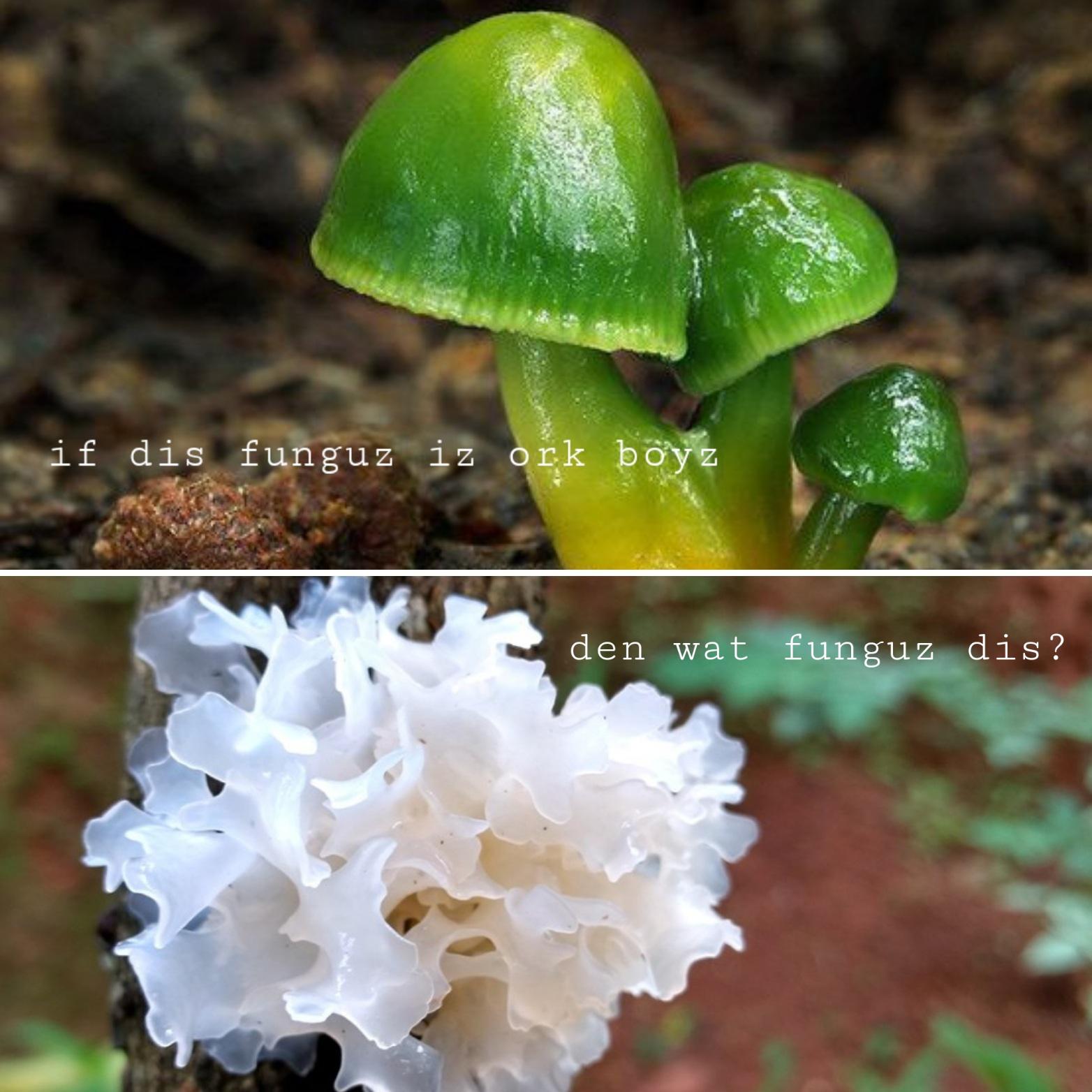 Food for Thought | Scrolller