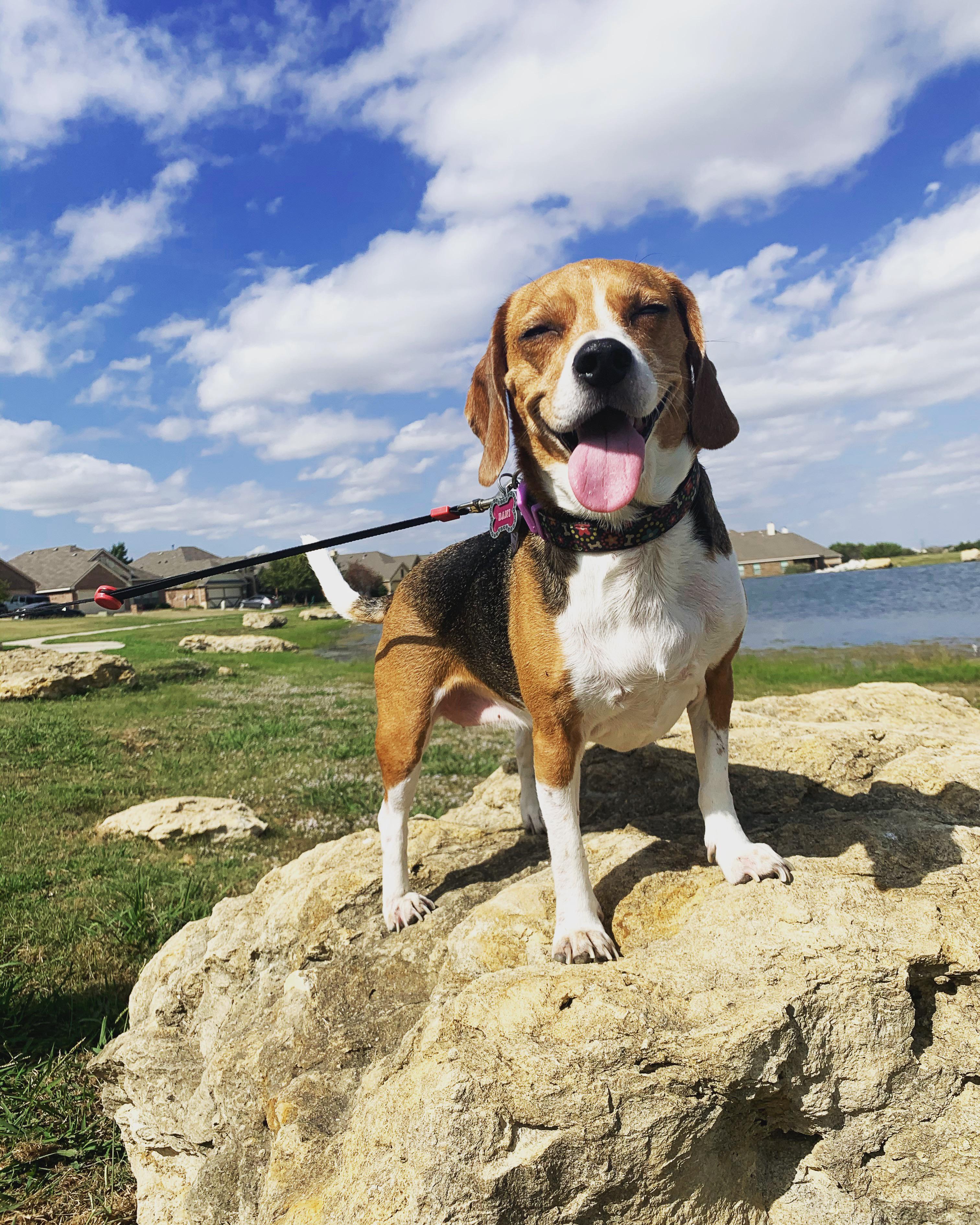 For my cake day, here’s a picture of my happy beagle! | Scrolller