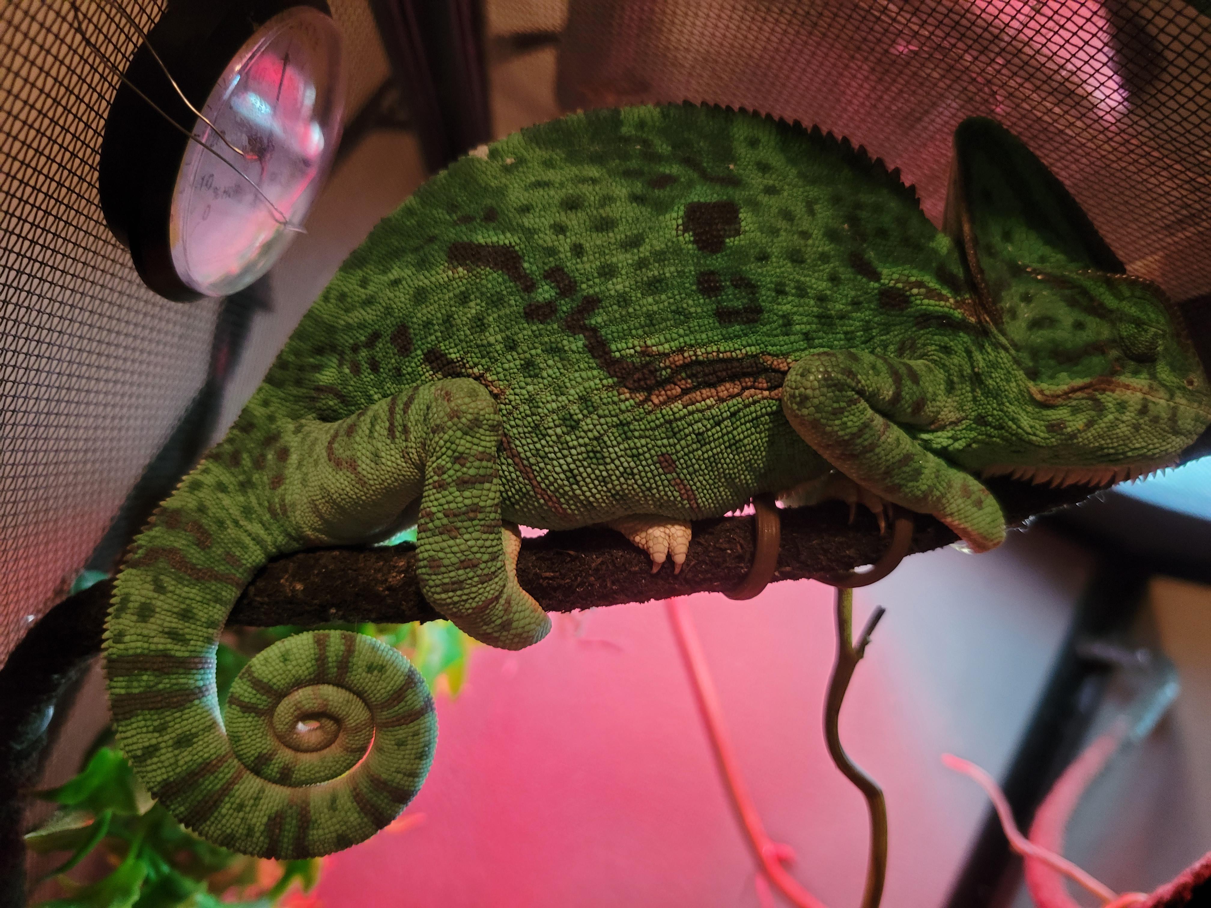 For those that haven't seen my posts about him before, this is my veiled chameleon Spike ...