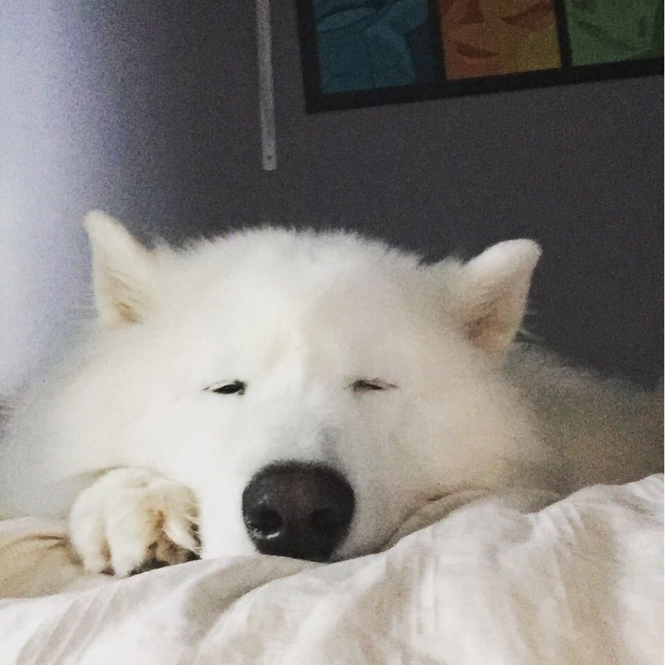 For you, a sleeping dog | Scrolller