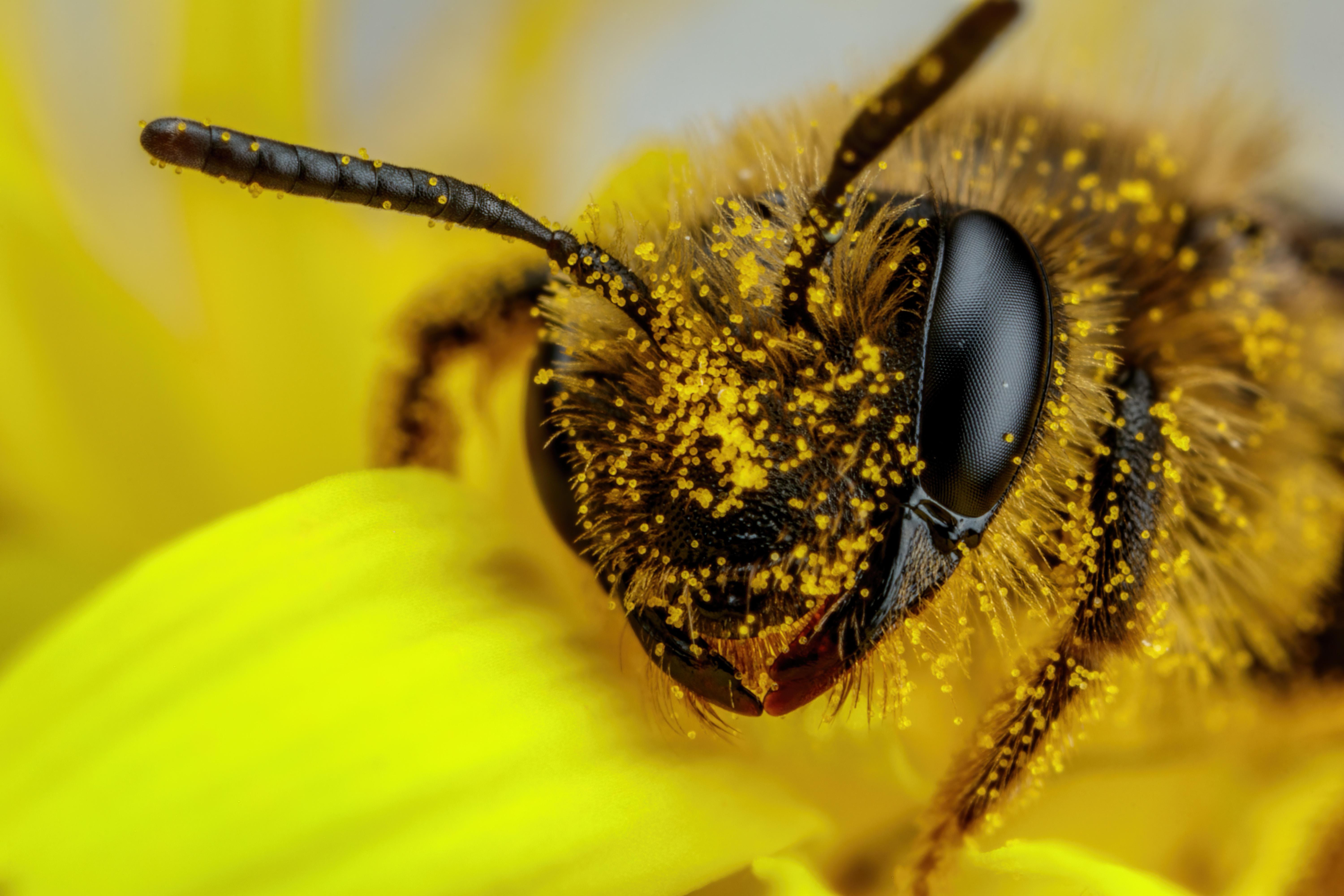 Foraging Sweat Bee [6000x4000] [OC] | Scrolller