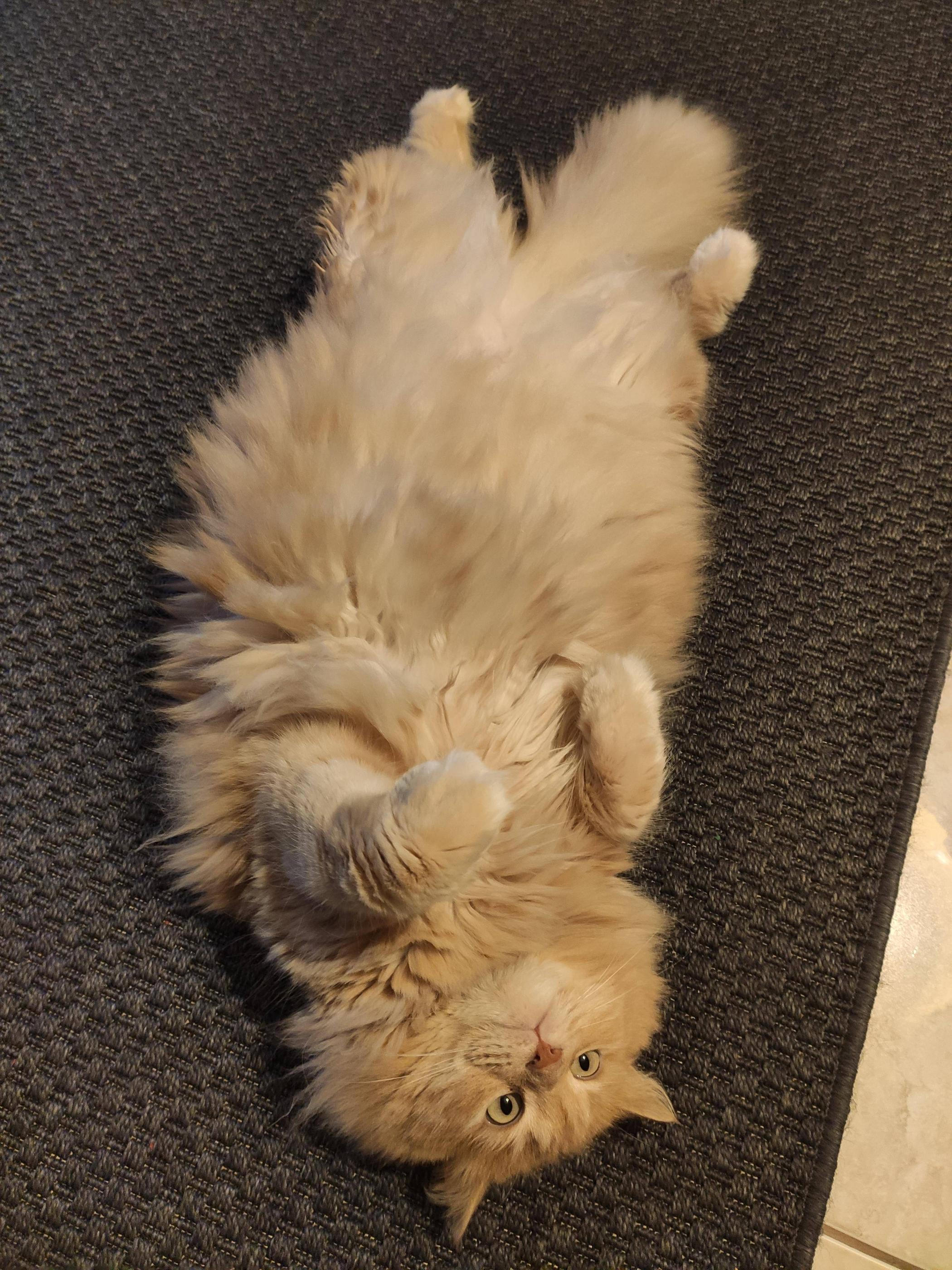 Forbidden fluff | Scrolller