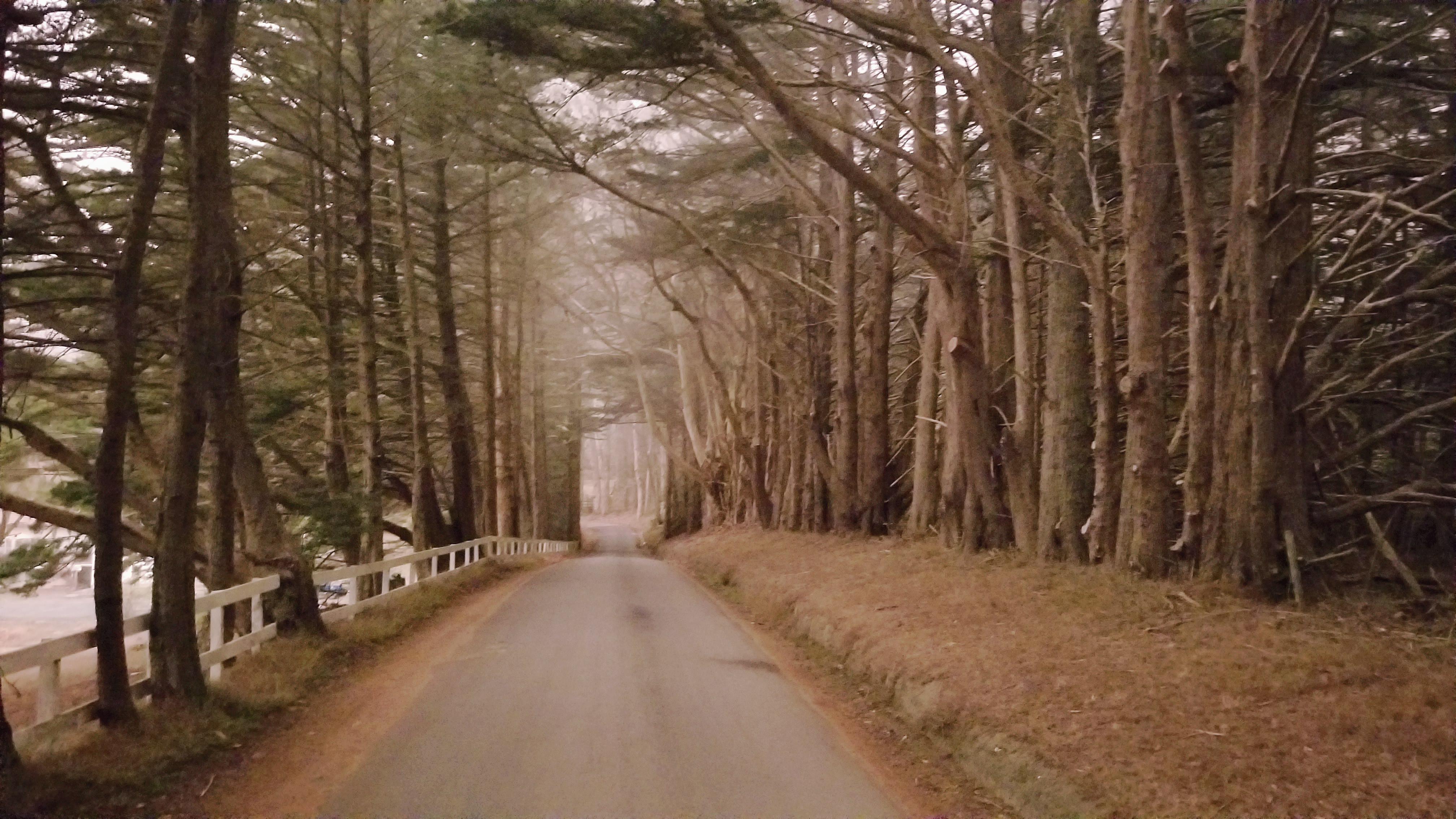 Forest road | Scrolller