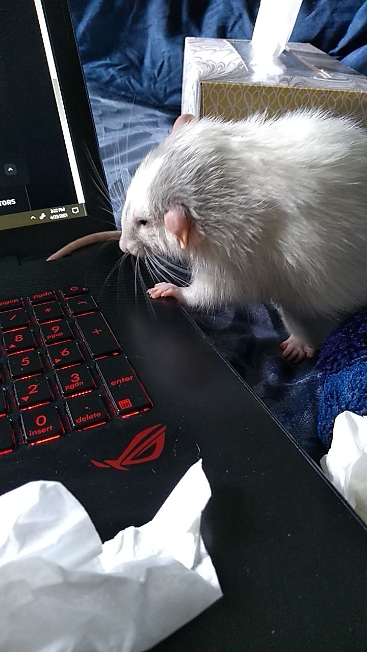 Forget the mouse! Your laptop needs a rat! | Scrolller