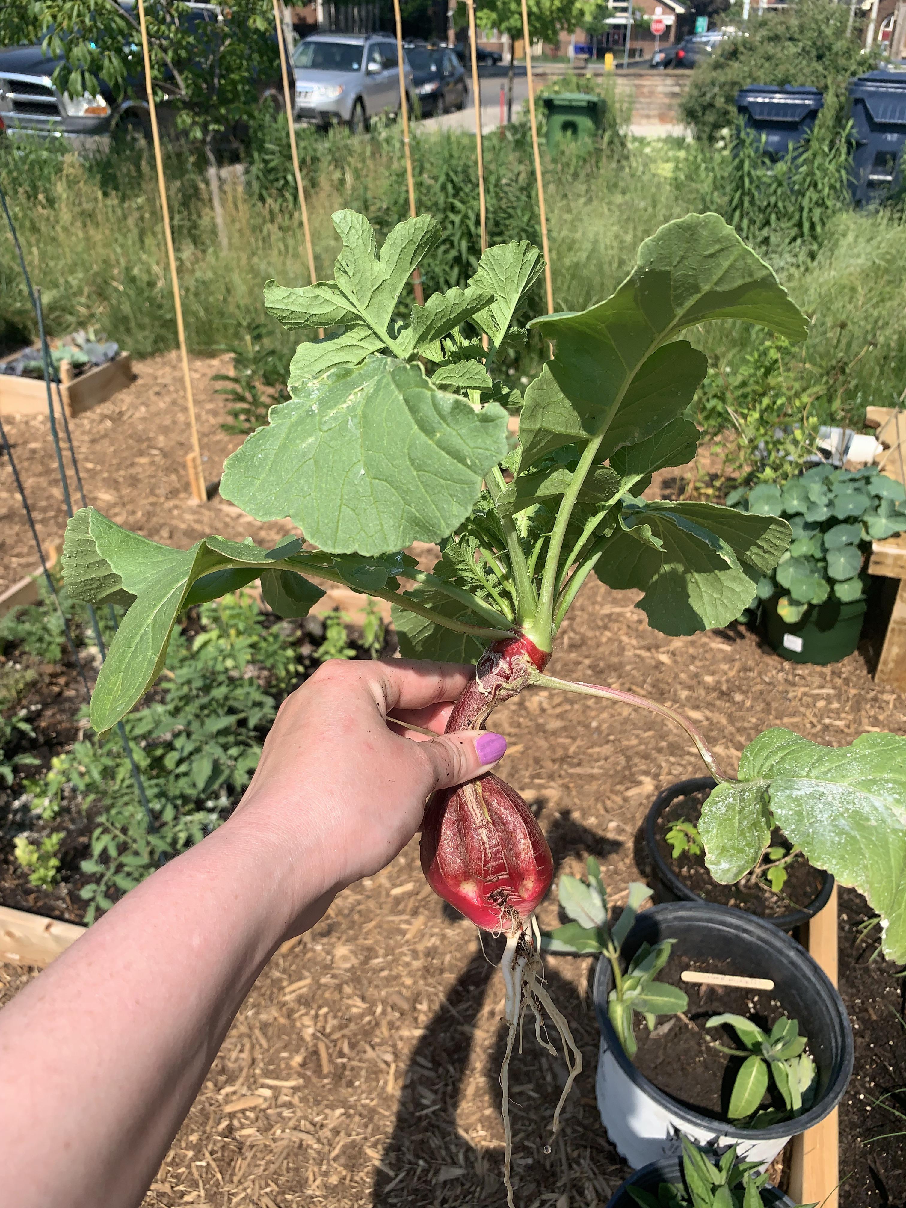 Forgot I planted a radish back in April | Scrolller