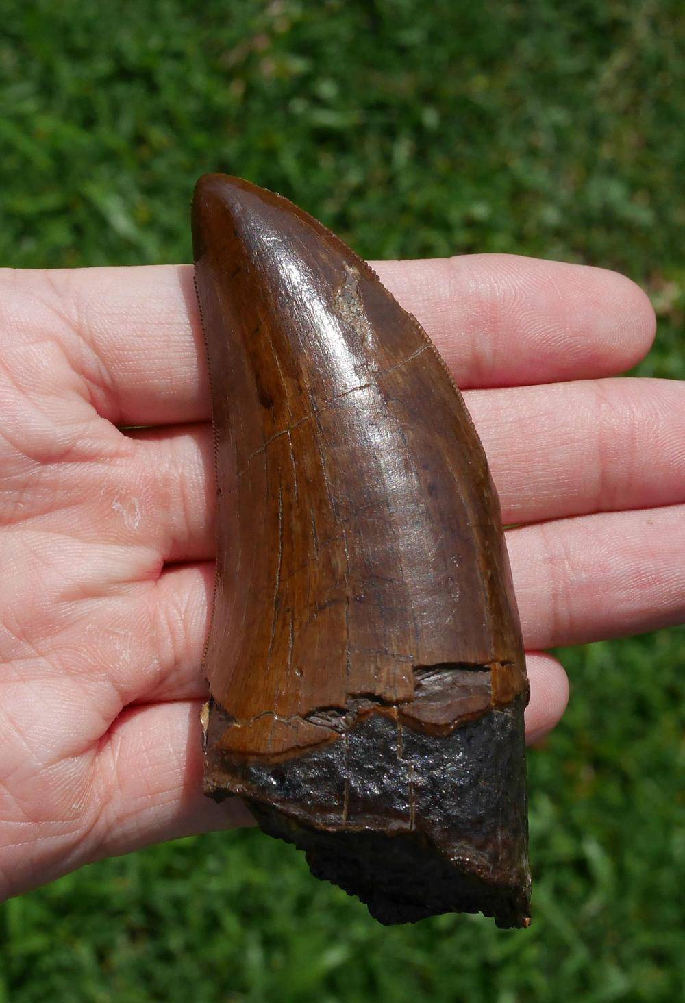 [Fossil] My first Tyrannosaurus Rex tooth! (Hell Creek Formation) [1000 x 1464][OC] | Scrolller