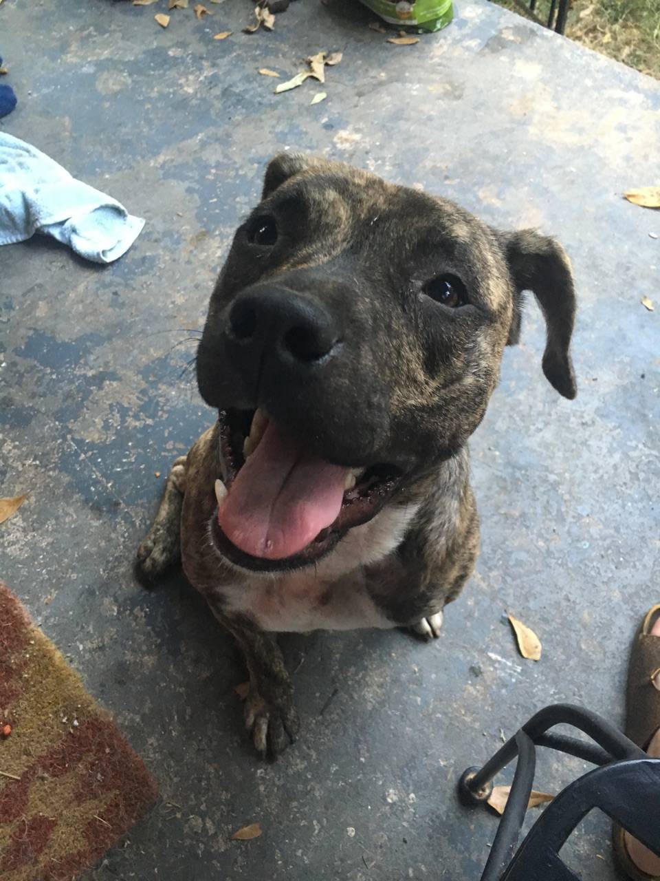 FOUND DOG by White Tiger | Scrolller