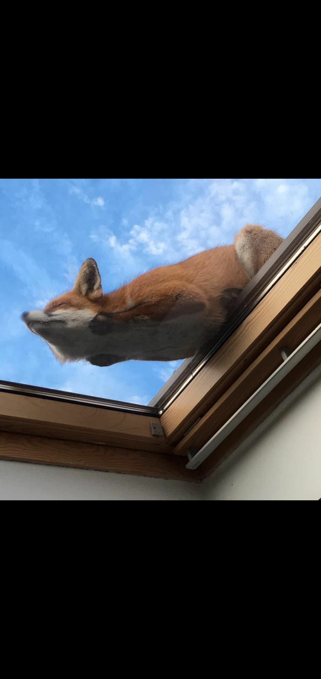 Fox sleeping on skylight | Scrolller