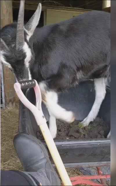 Freddy being a derp | Scrolller