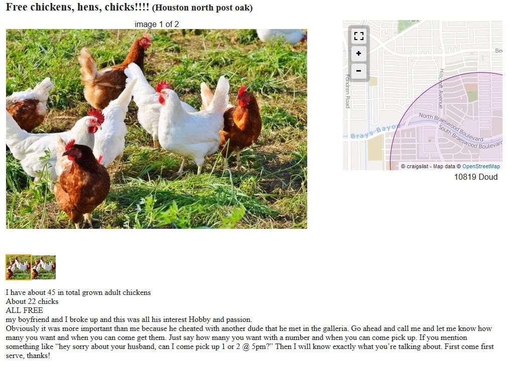 Free chickens, hens, chicks!!!! | Scrolller