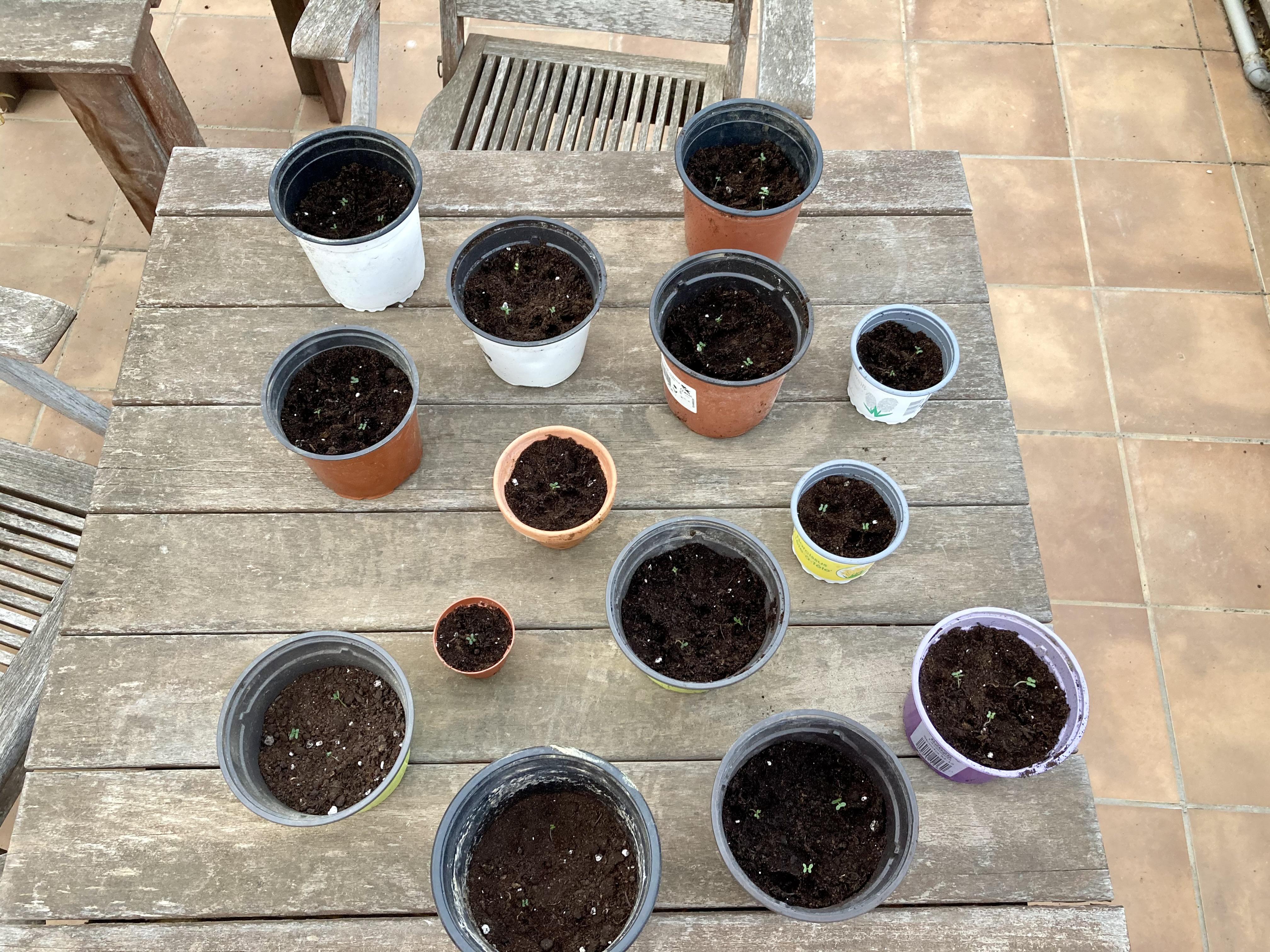 Free Eucalyptus seedlings! | Scrolller