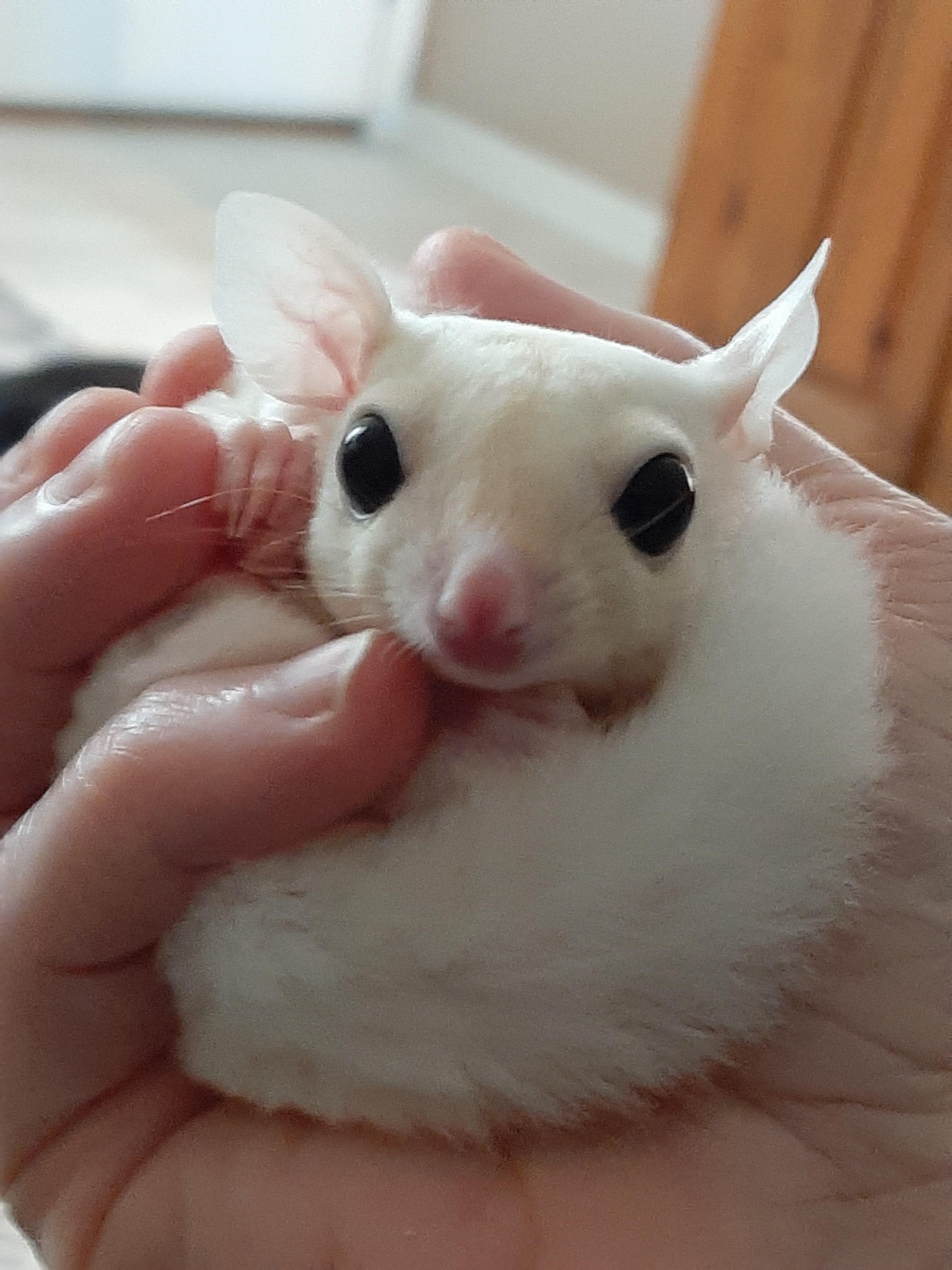 Free Hypnosis | Scrolller