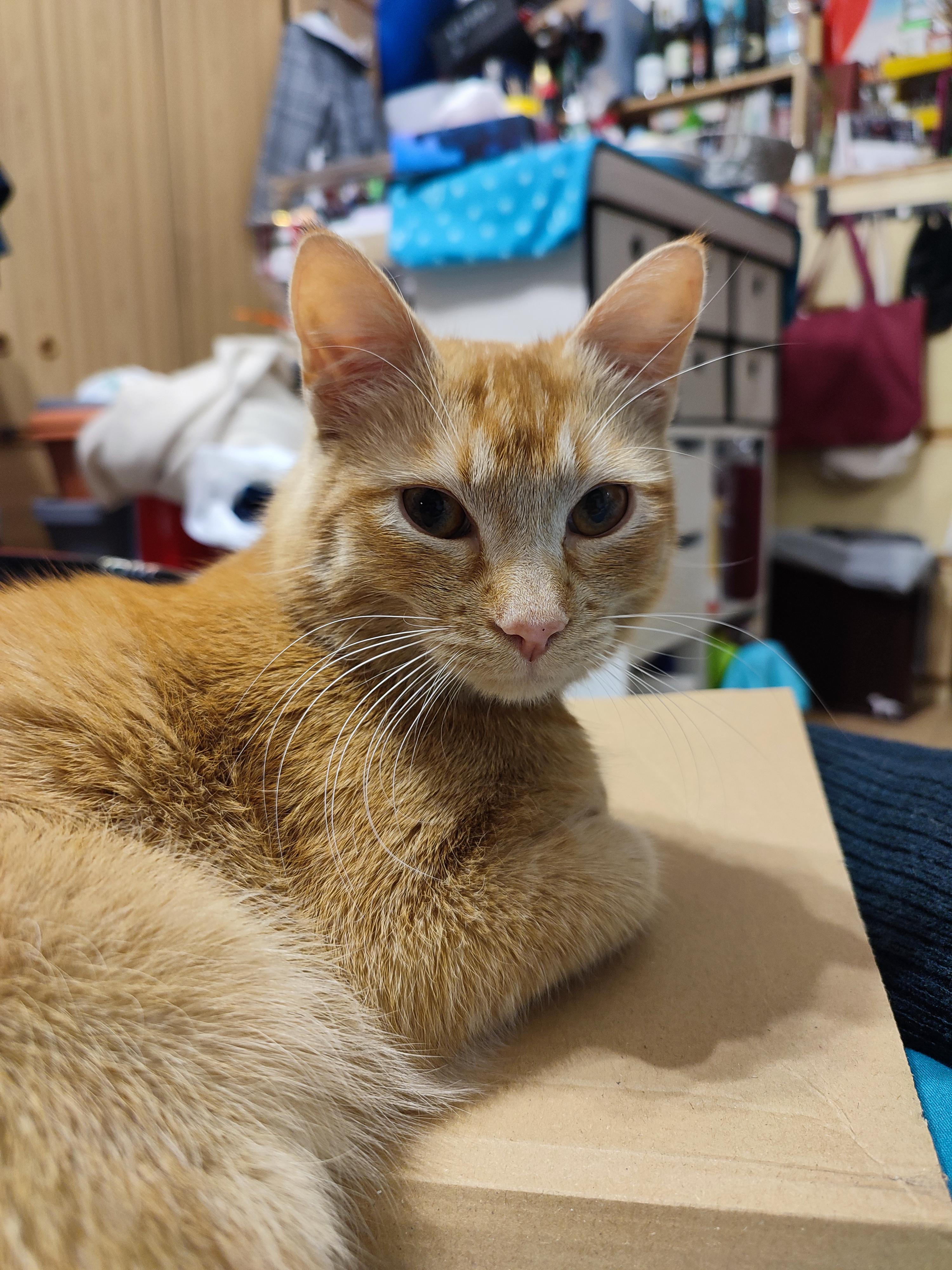 Frenkie says hello! | Scrolller