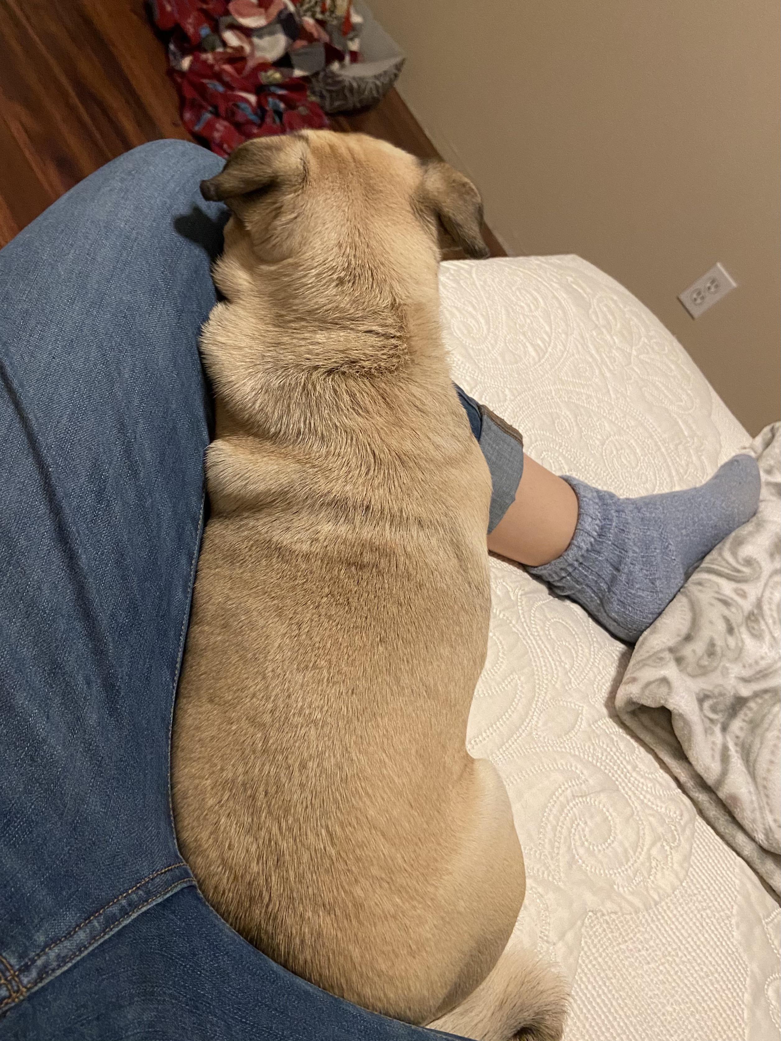 Fresh pug loaf | Scrolller