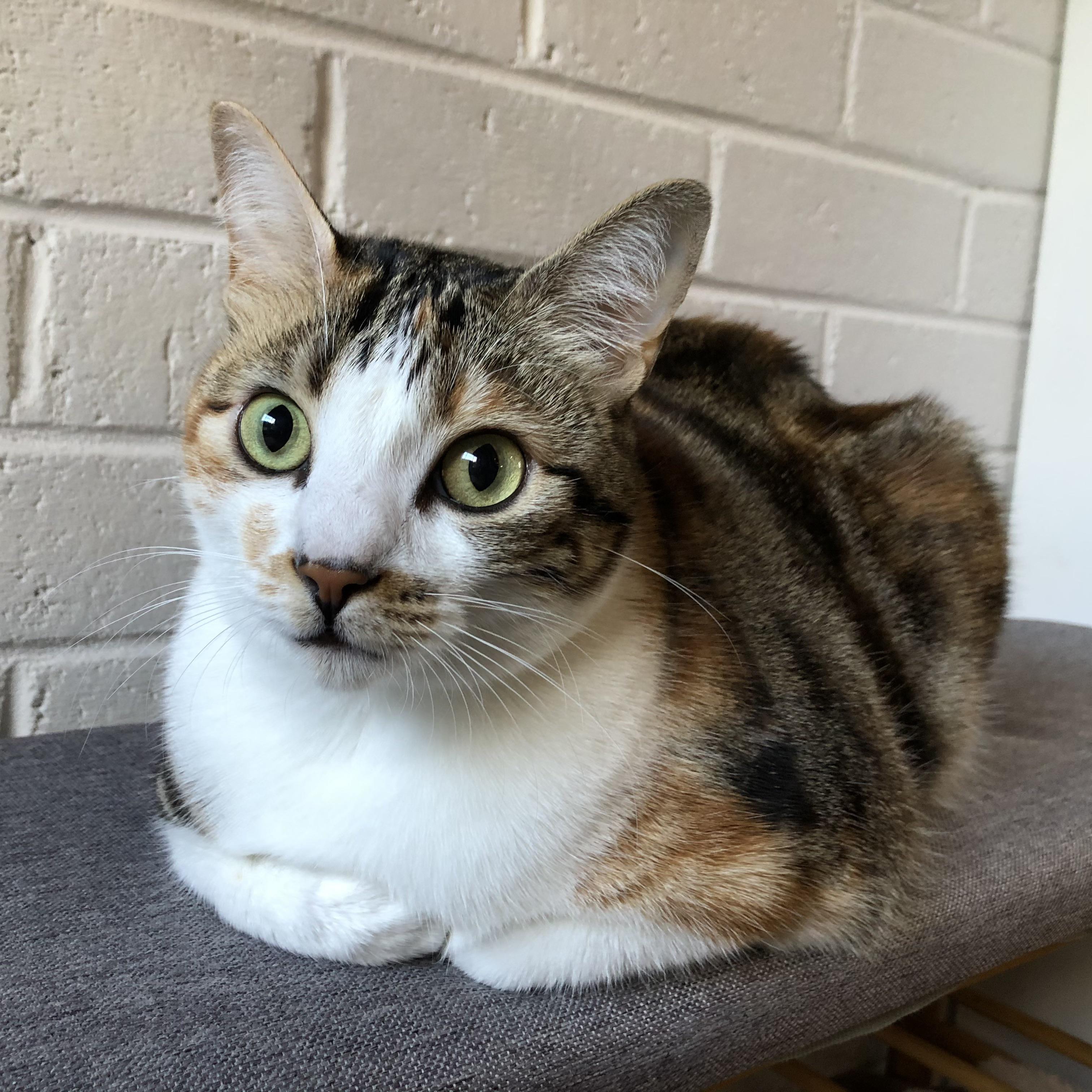 Freshly baked cinnamon swirl loaf. | Scrolller