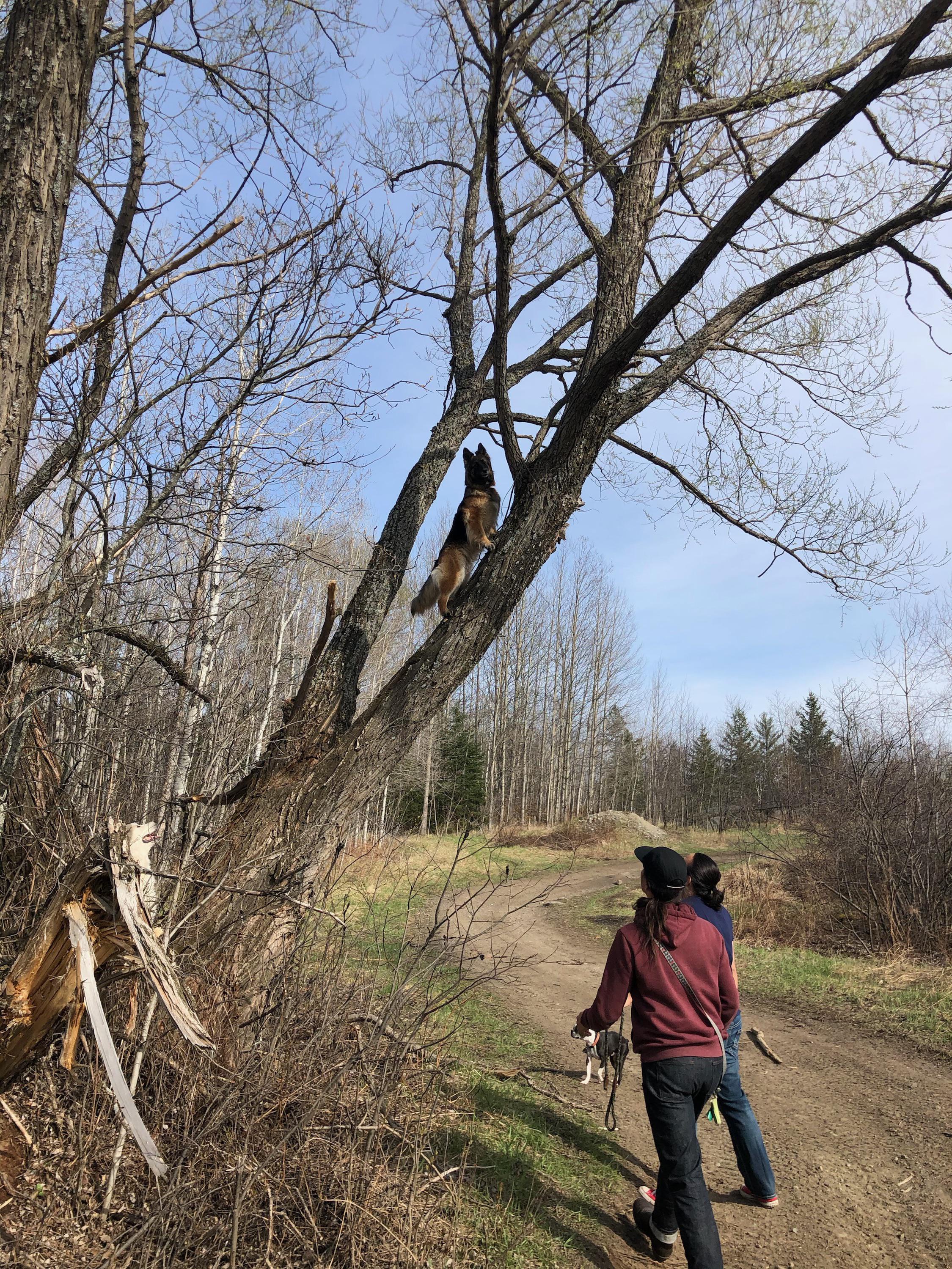 Freyja climbs trees, apparently | Scrolller