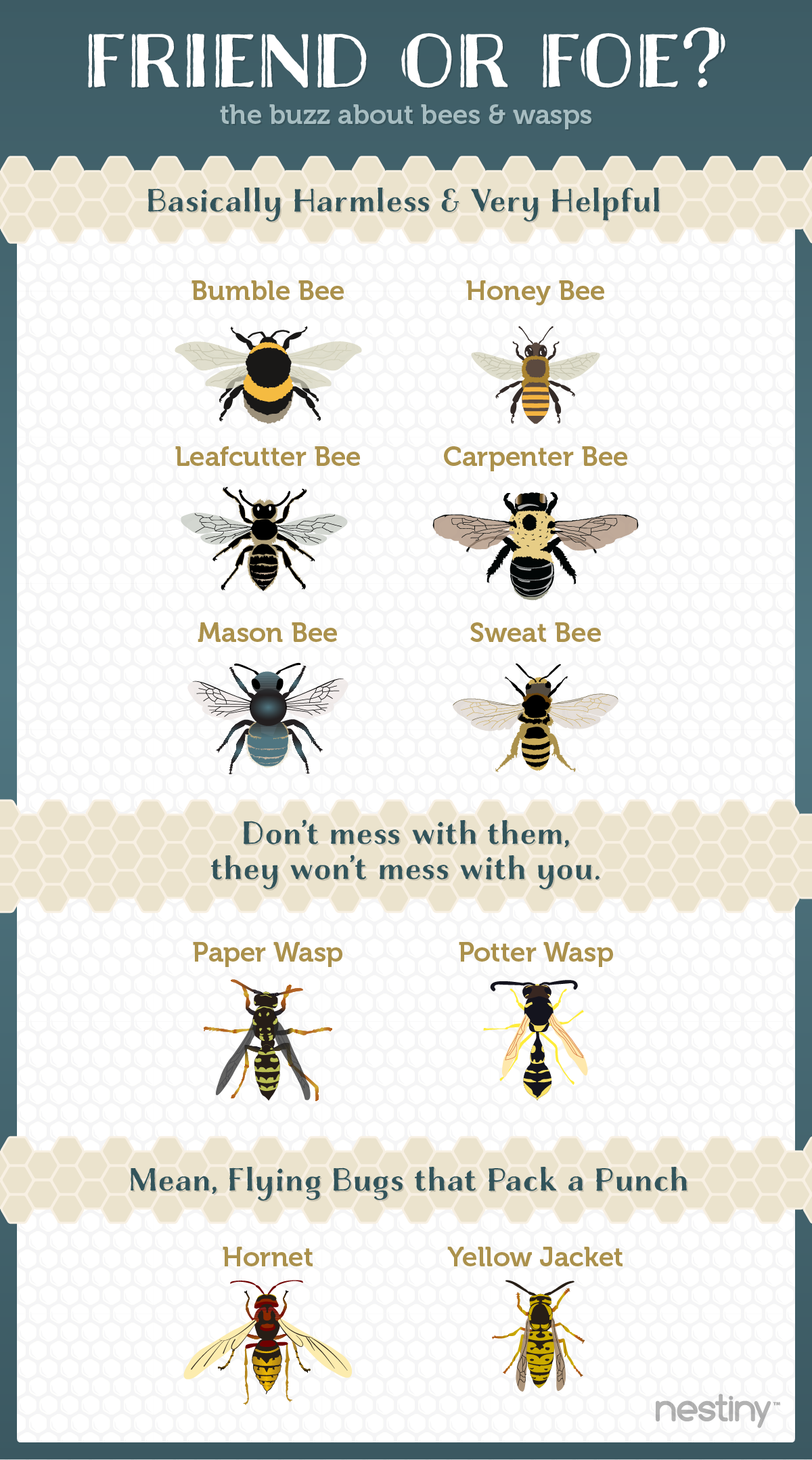 Friend or Foe -A Simple guide to Bees and Wasps | Scrolller