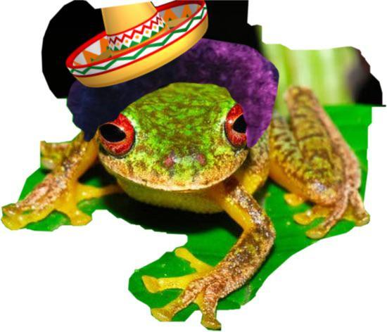 frog bucks | Scrolller