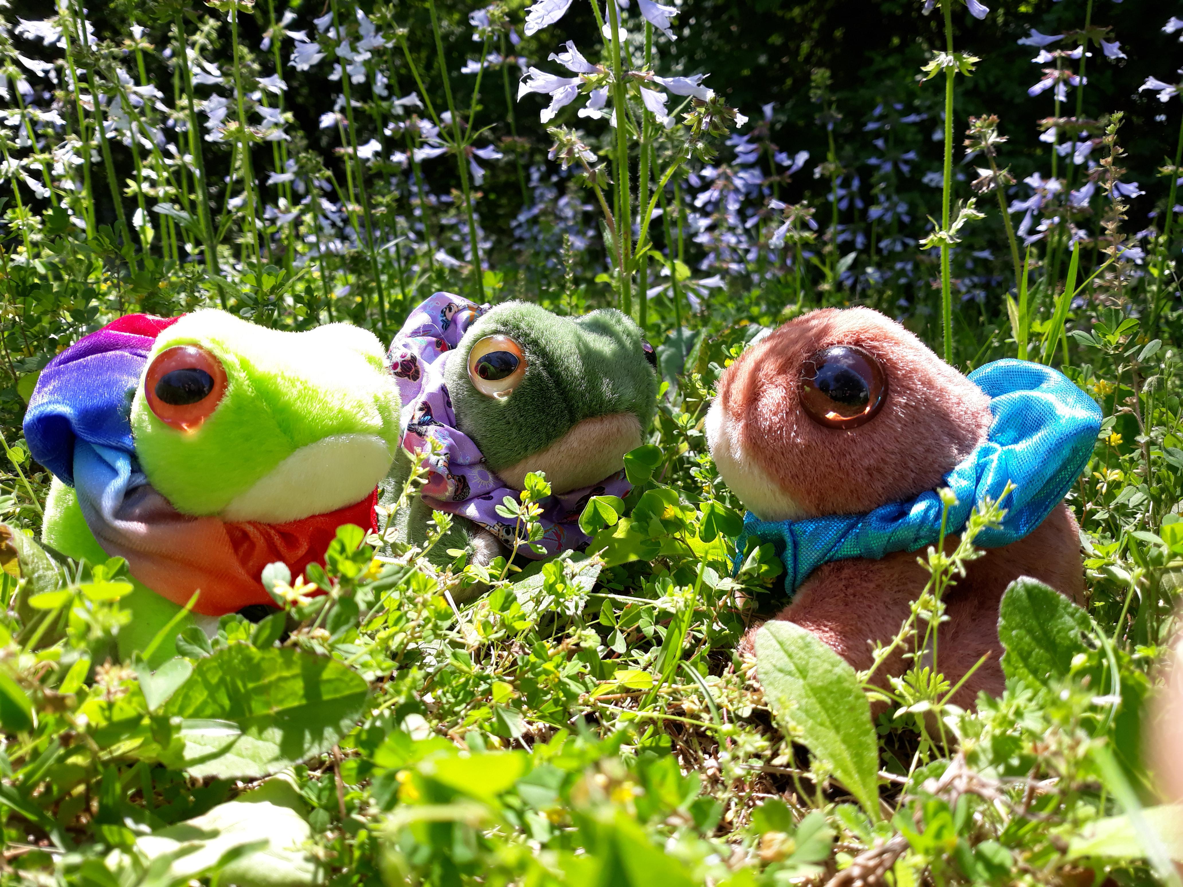 Frogs in the forest | Scrolller