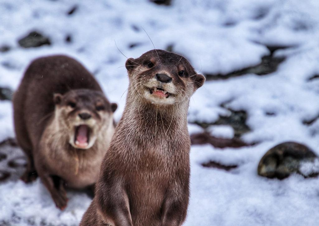 From IOSF Otters | Scrolller