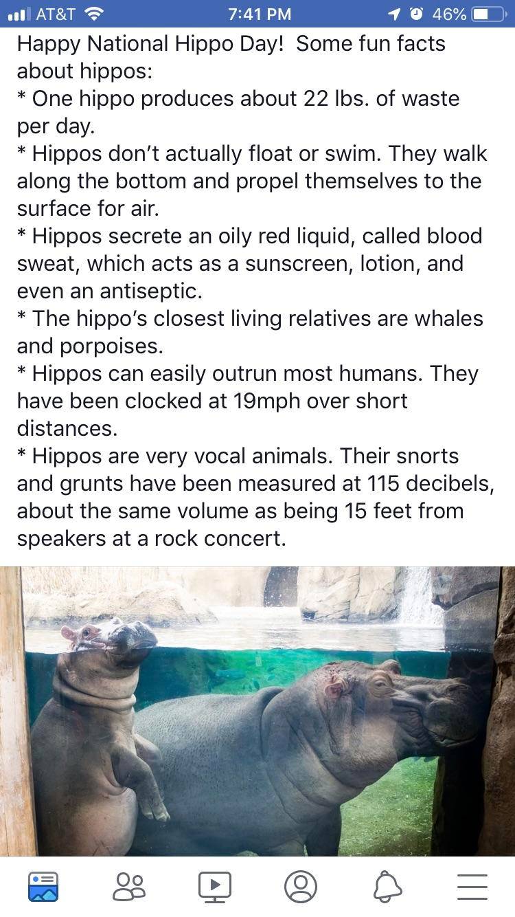 From the Cincinnati Zoo. Happy National Hippo Day!!! | Scrolller