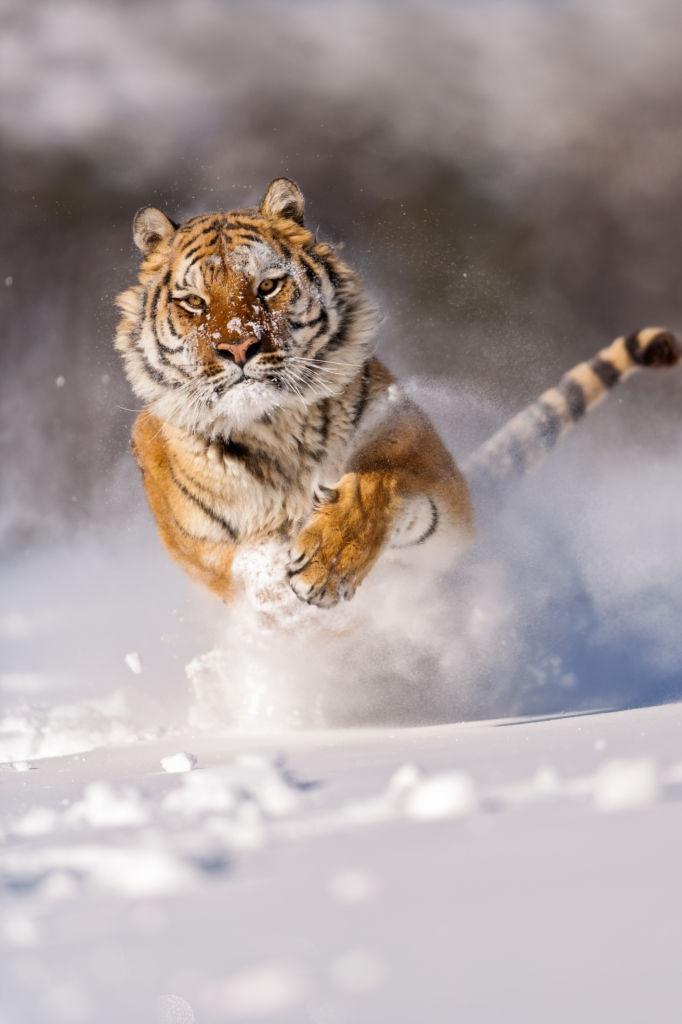 Front view of an adult Siberian tiger | Scrolller