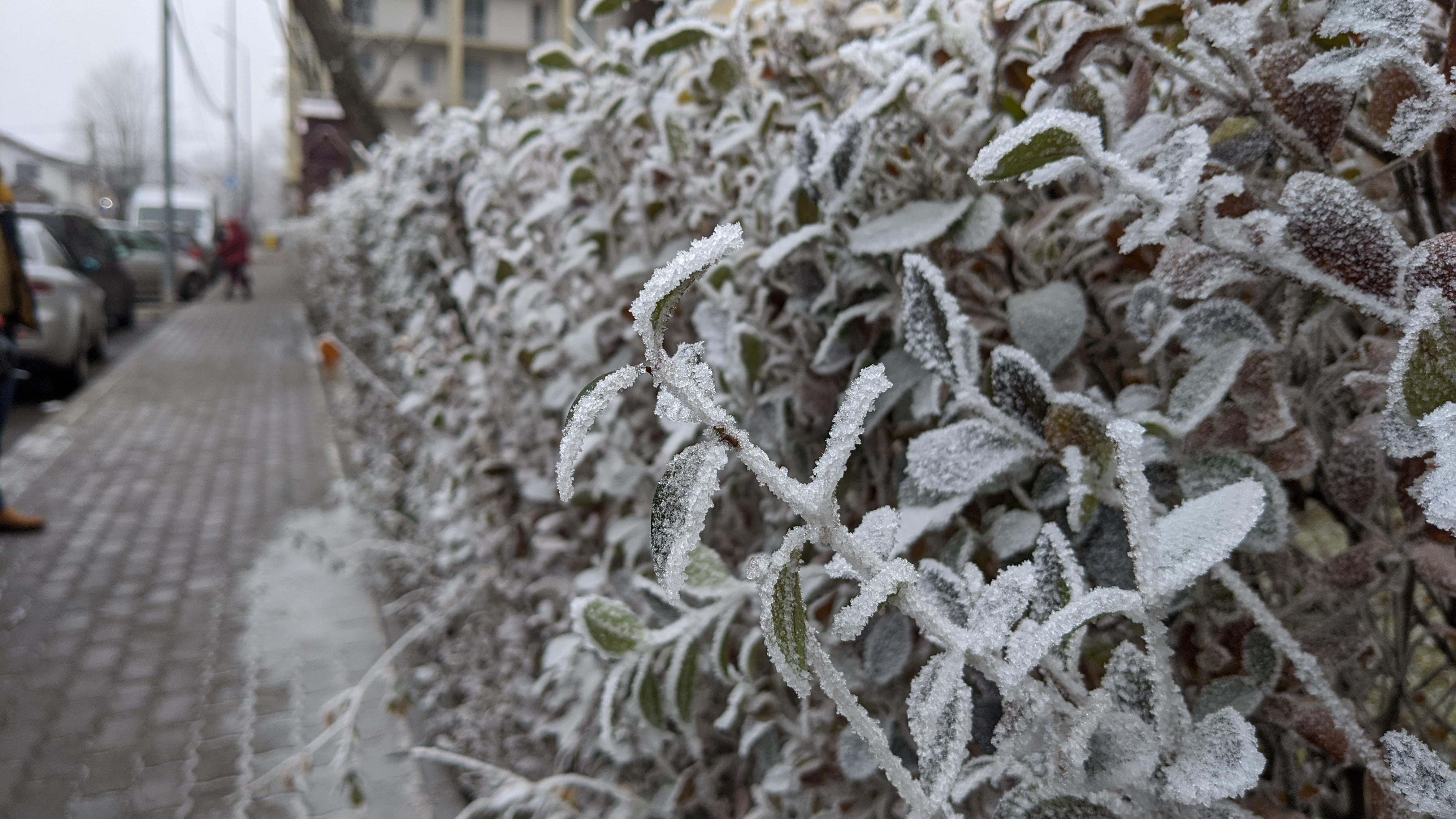 Frosty nature | Scrolller