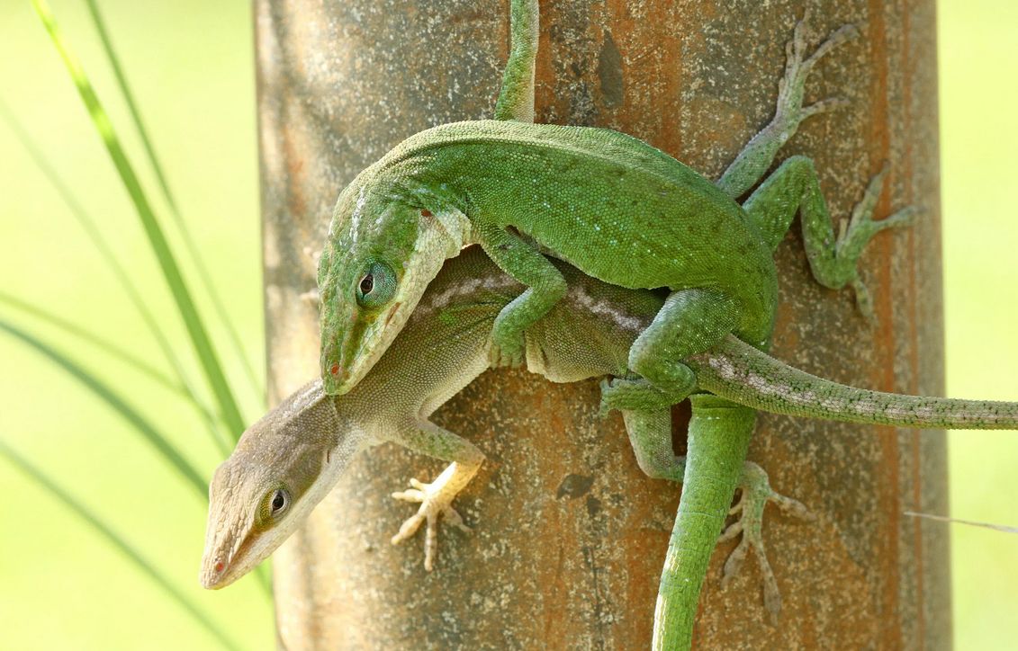 Fuck Lizards are go | Scrolller