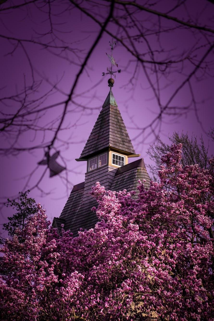 Full Bloom | Scrolller